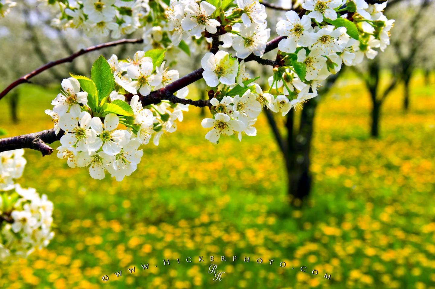 Flowering Trees Wallpapers - Top Free Flowering Trees Backgrounds ...
