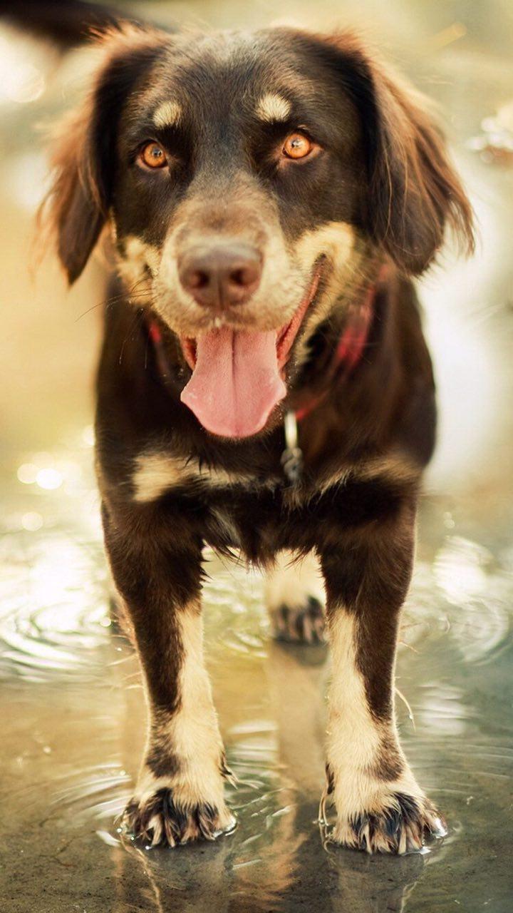 Cool Dogs Wallpapers - Top Free Cool Dogs Backgrounds - WallpaperAccess