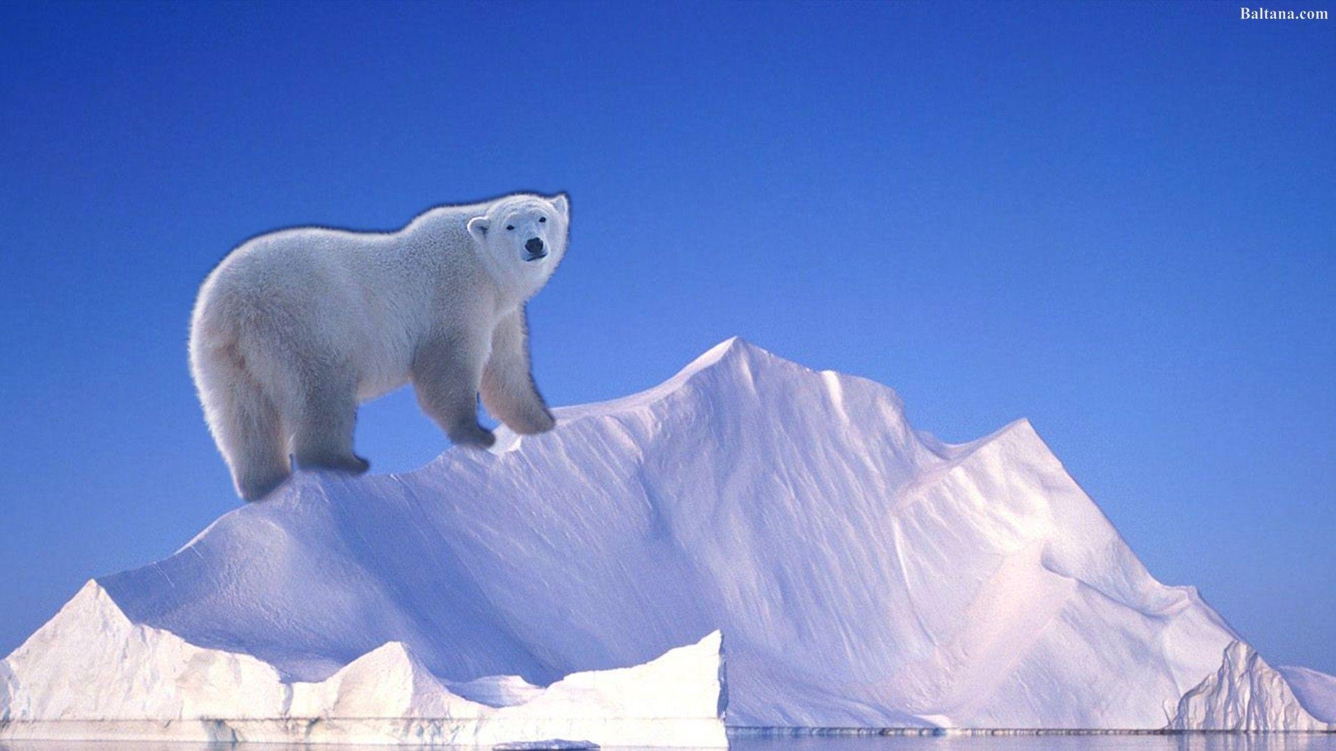 Cool Polar Bear Wallpapers - Top Free Cool Polar Bear Backgrounds ...