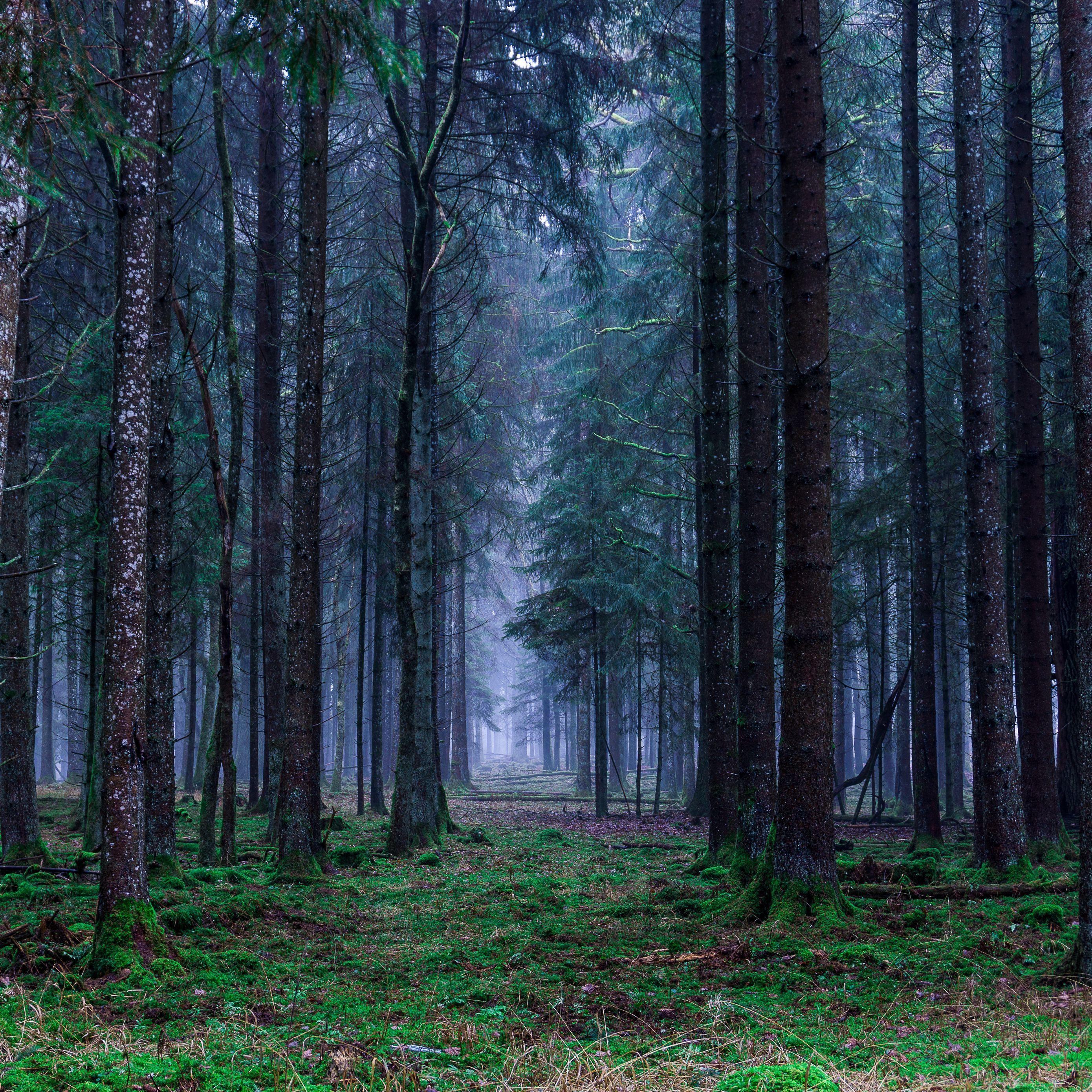 Forest iPad Wallpapers - Top Free Forest iPad Backgrounds - WallpaperAccess