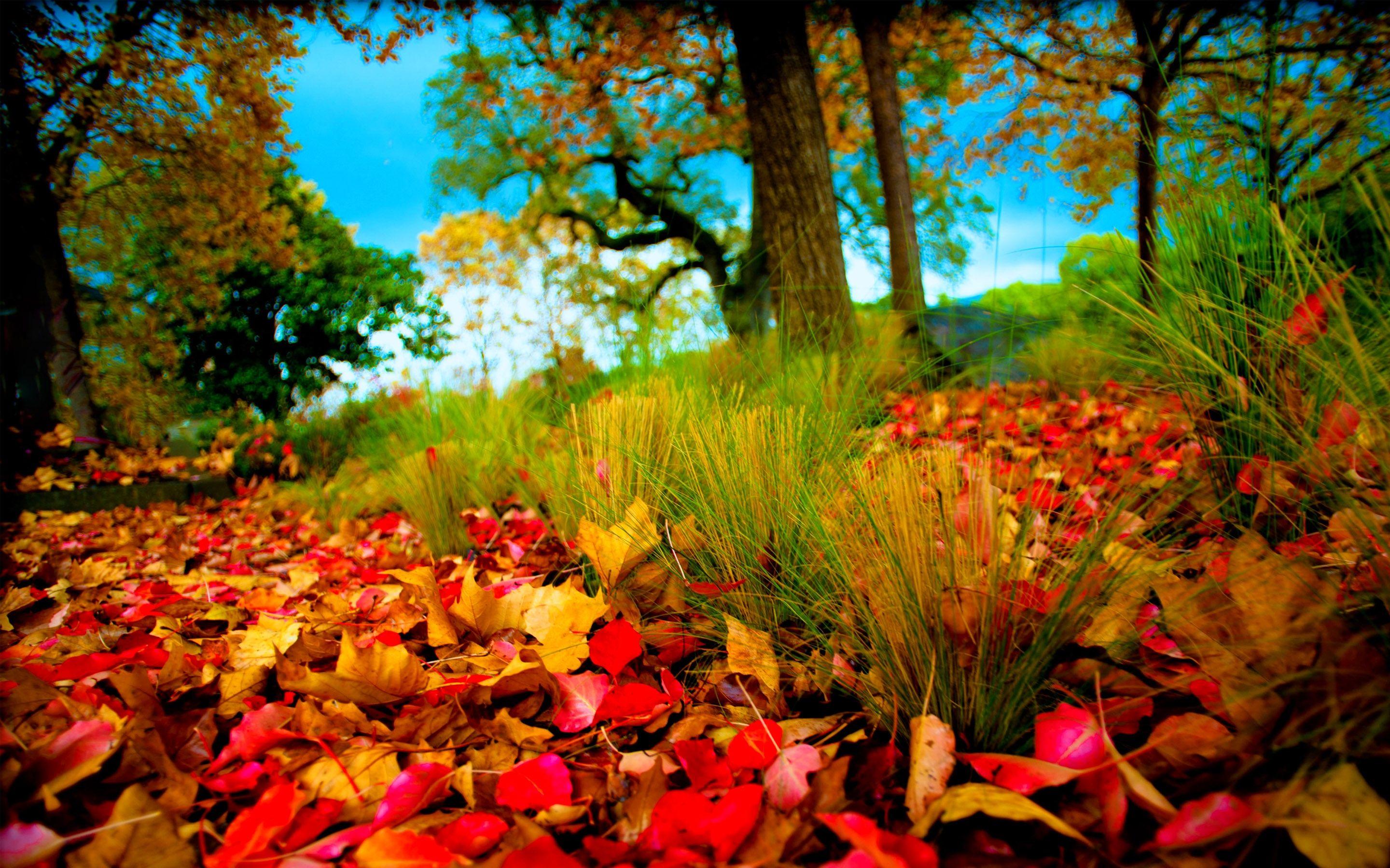Fall MacBook Wallpapers - Top Free Fall MacBook Backgrounds ...