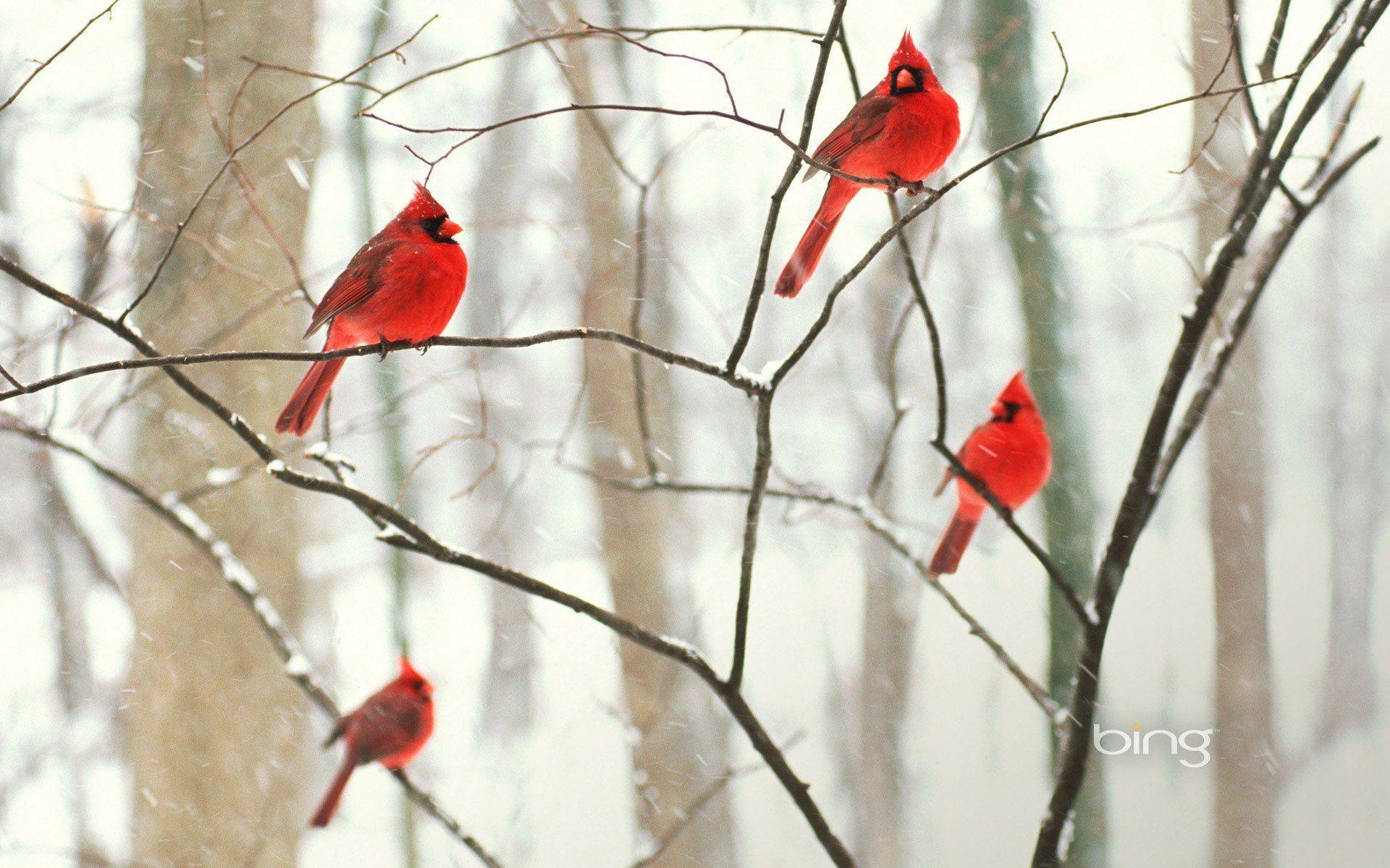Winter Birds Wallpapers - Top Free Winter Birds Backgrounds ...