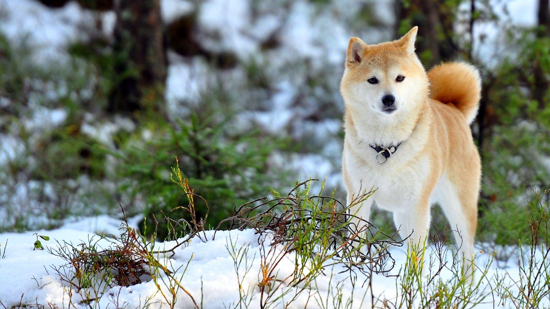 Dogs Playing in Snow Wallpapers - Top Free Dogs Playing in Snow ...