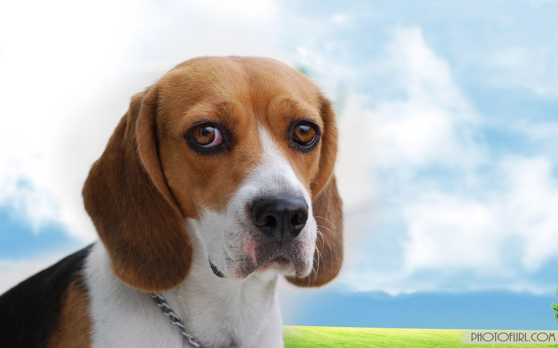 Cool Dogs Wallpapers - Top Free Cool Dogs Backgrounds - WallpaperAccess