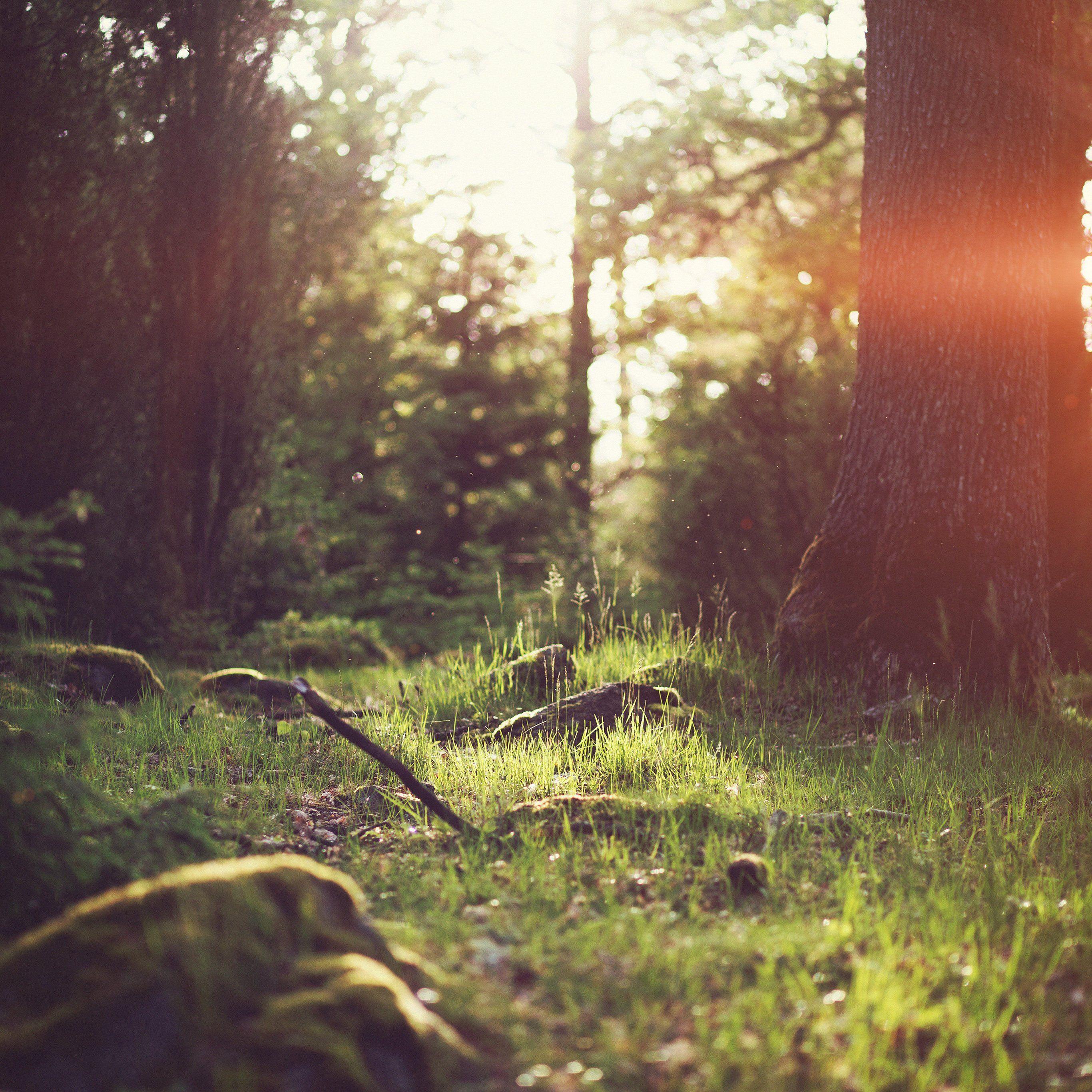 Forest iPad Wallpapers - Top Free Forest iPad Backgrounds - WallpaperAccess