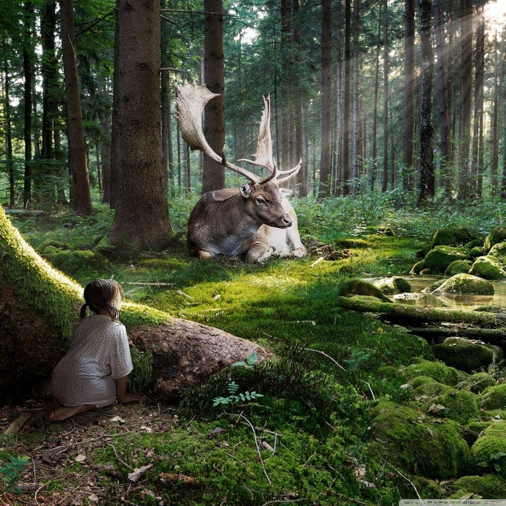 Forest iPad Wallpapers - Top Free Forest iPad Backgrounds - WallpaperAccess