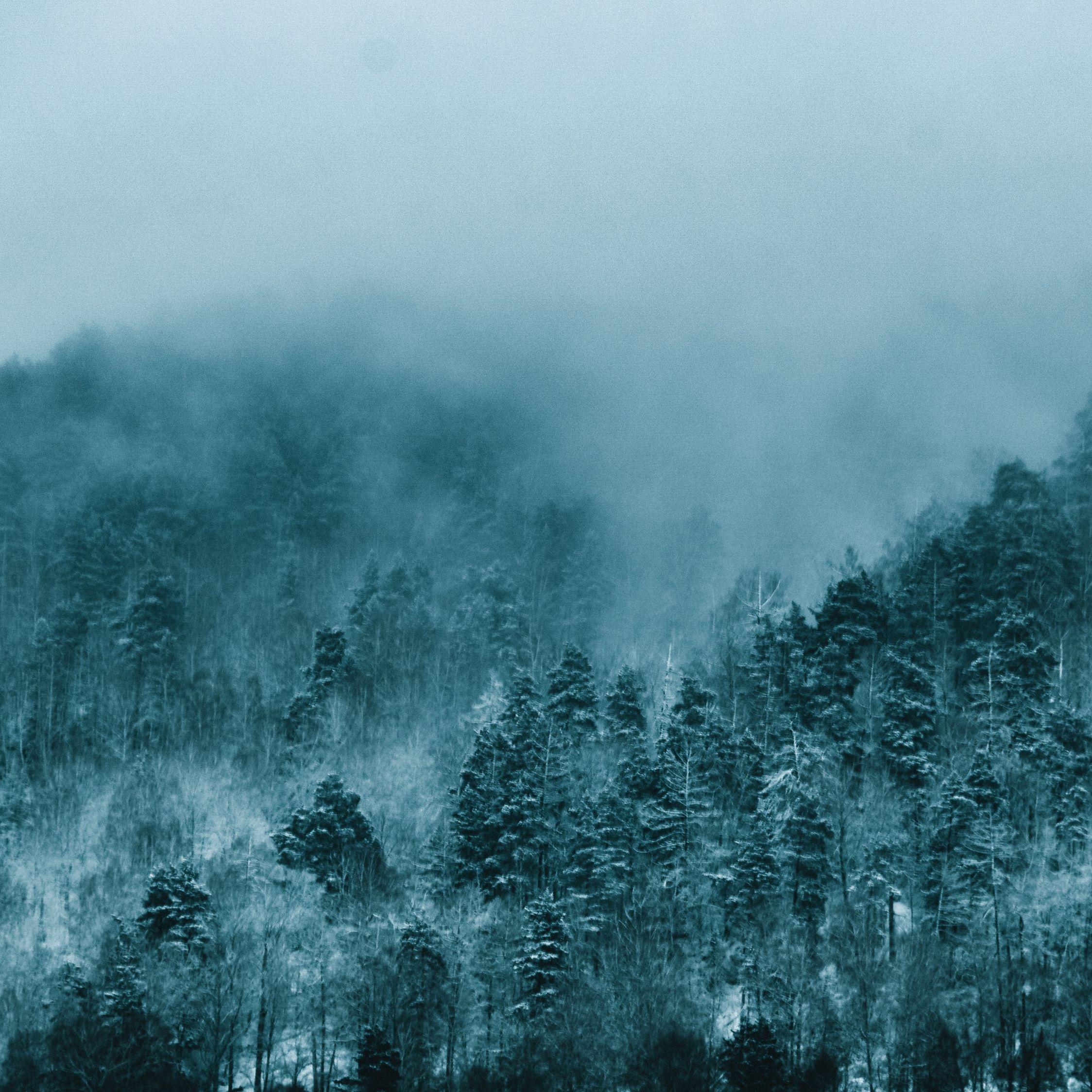 Forest iPad Wallpapers - Top Free Forest iPad Backgrounds - WallpaperAccess