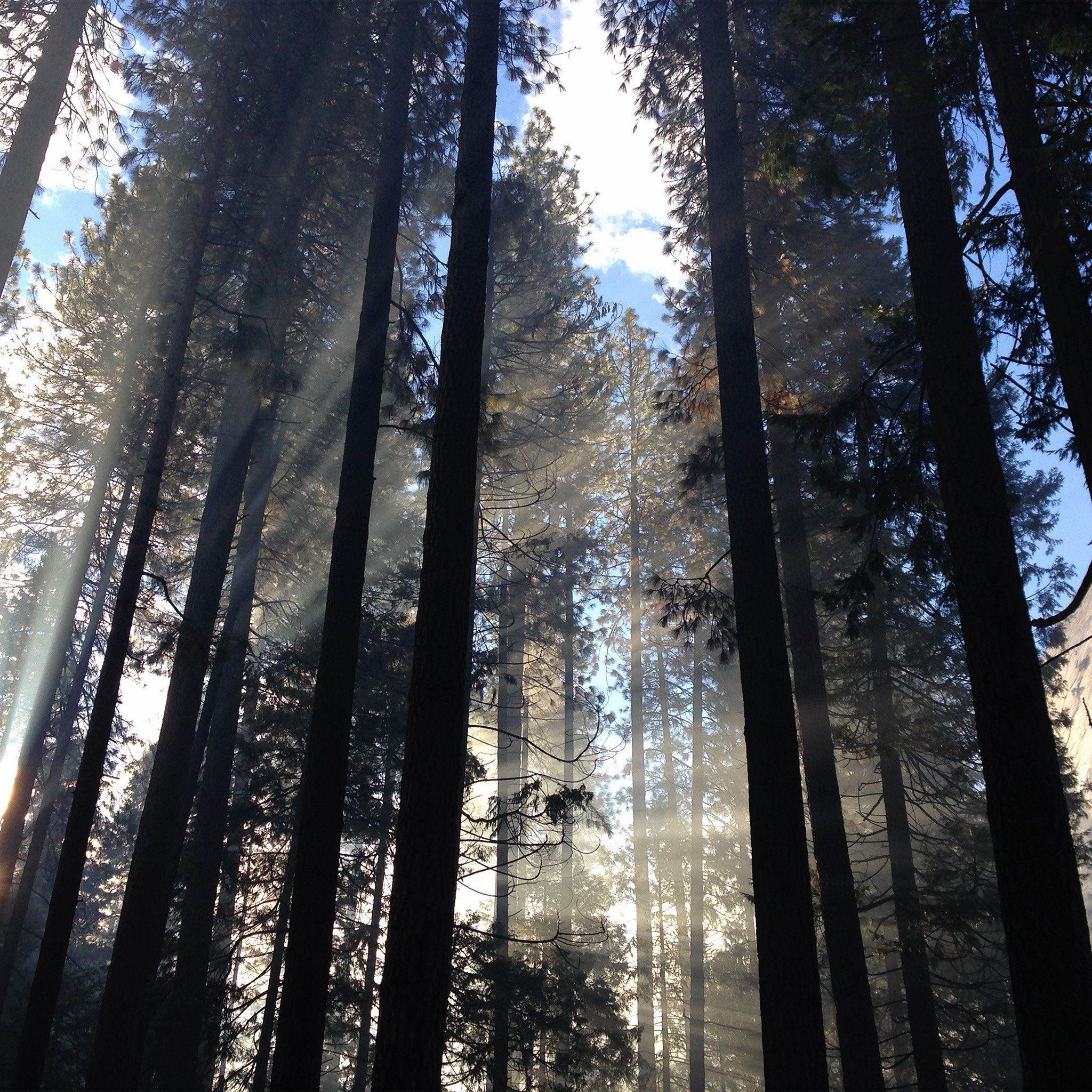 Forest iPad Wallpapers - Top Free Forest iPad Backgrounds - WallpaperAccess