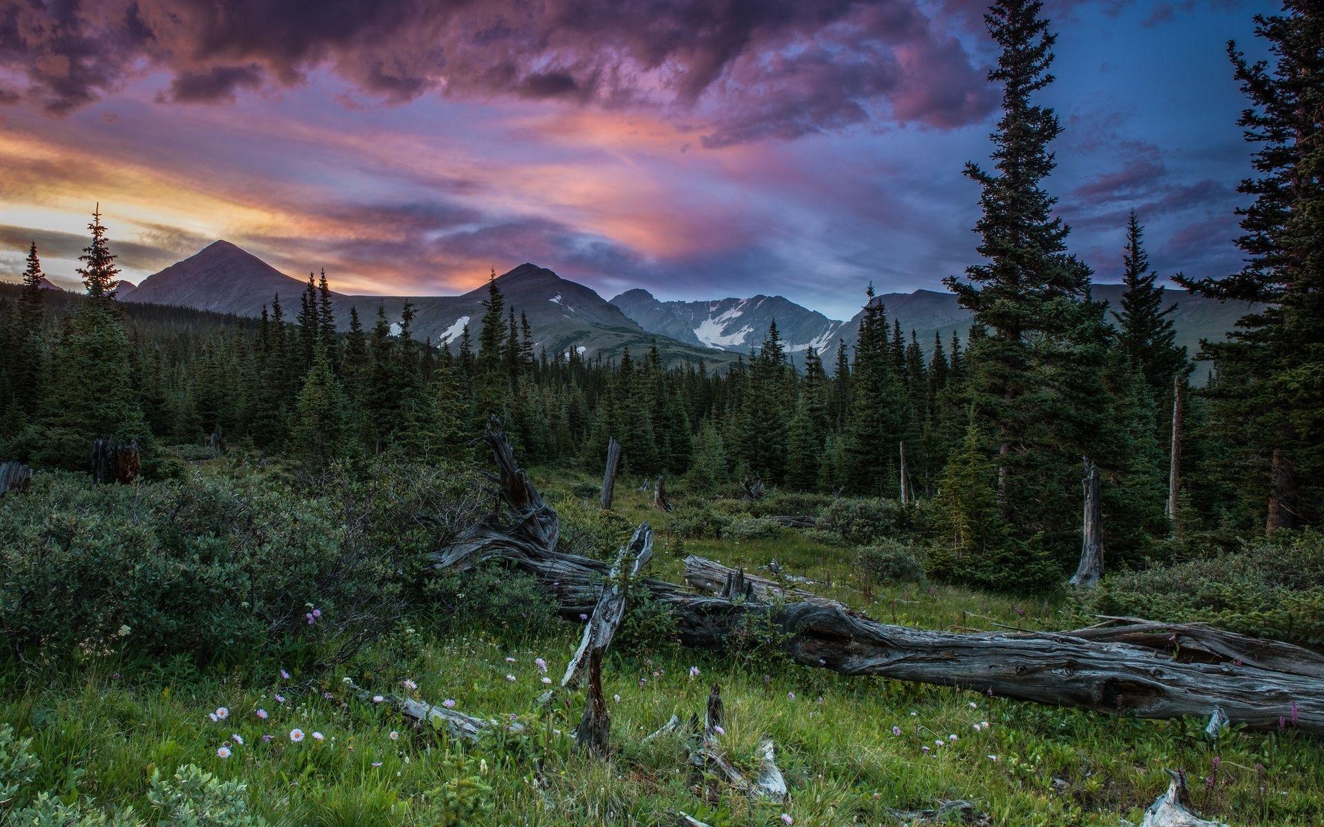 Forest iPad Wallpapers - Top Free Forest iPad Backgrounds - WallpaperAccess