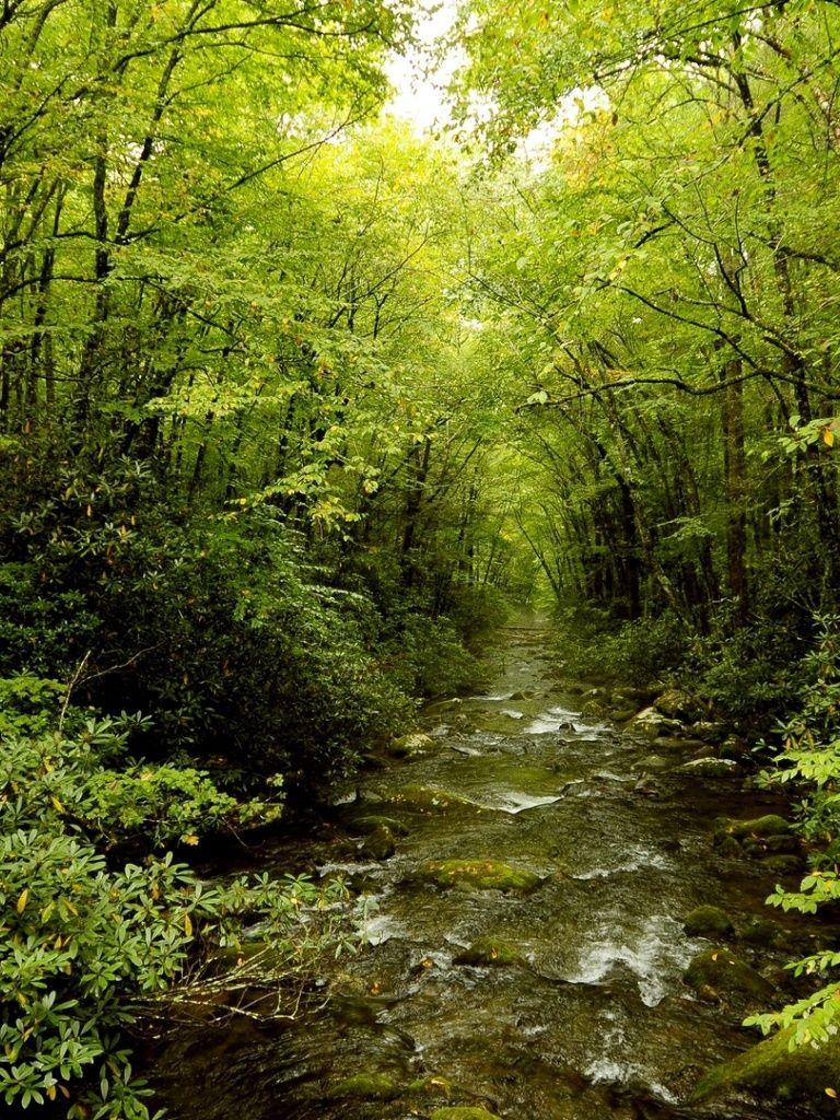 Forest iPad Wallpapers - Top Free Forest iPad Backgrounds - WallpaperAccess