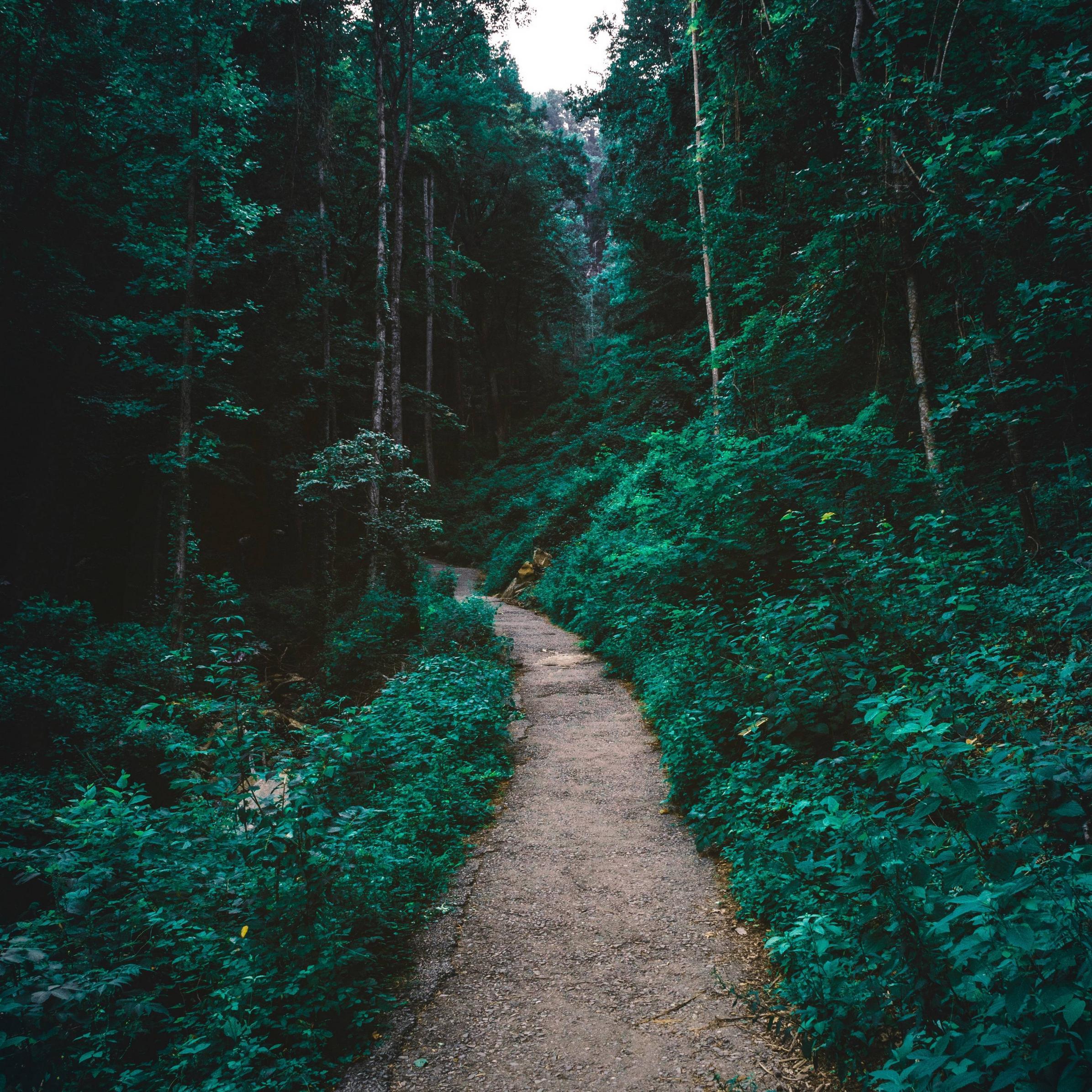 Forest iPad Wallpapers - Top Free Forest iPad Backgrounds - WallpaperAccess