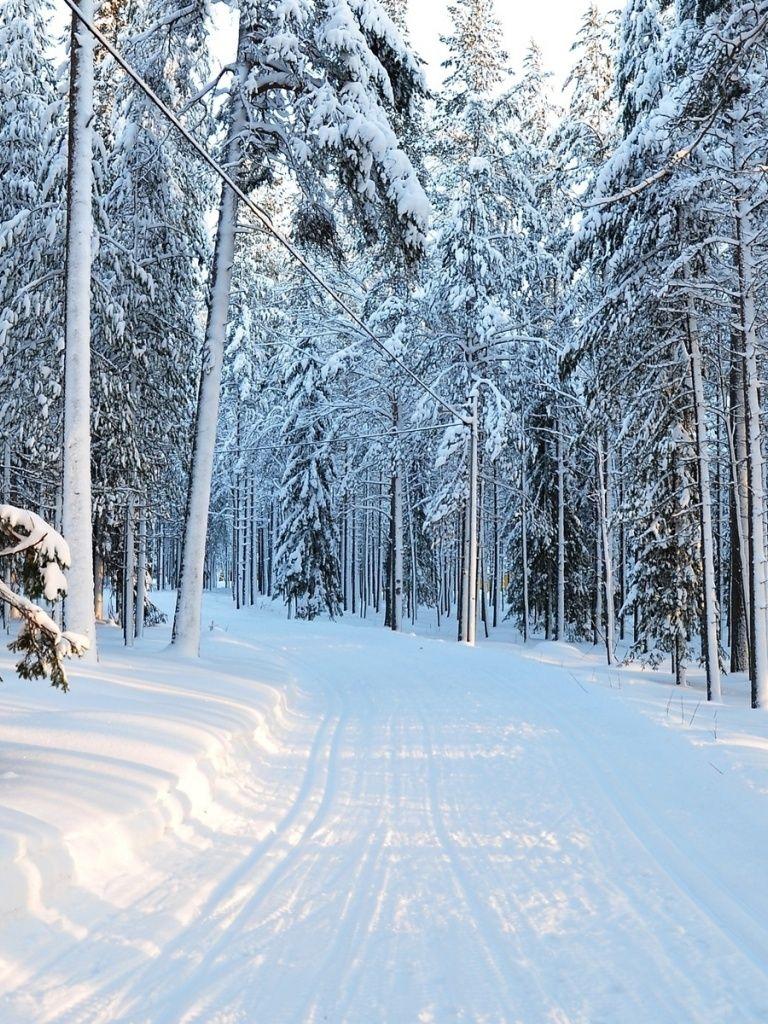 Forest iPad Wallpapers - Top Free Forest iPad Backgrounds - WallpaperAccess