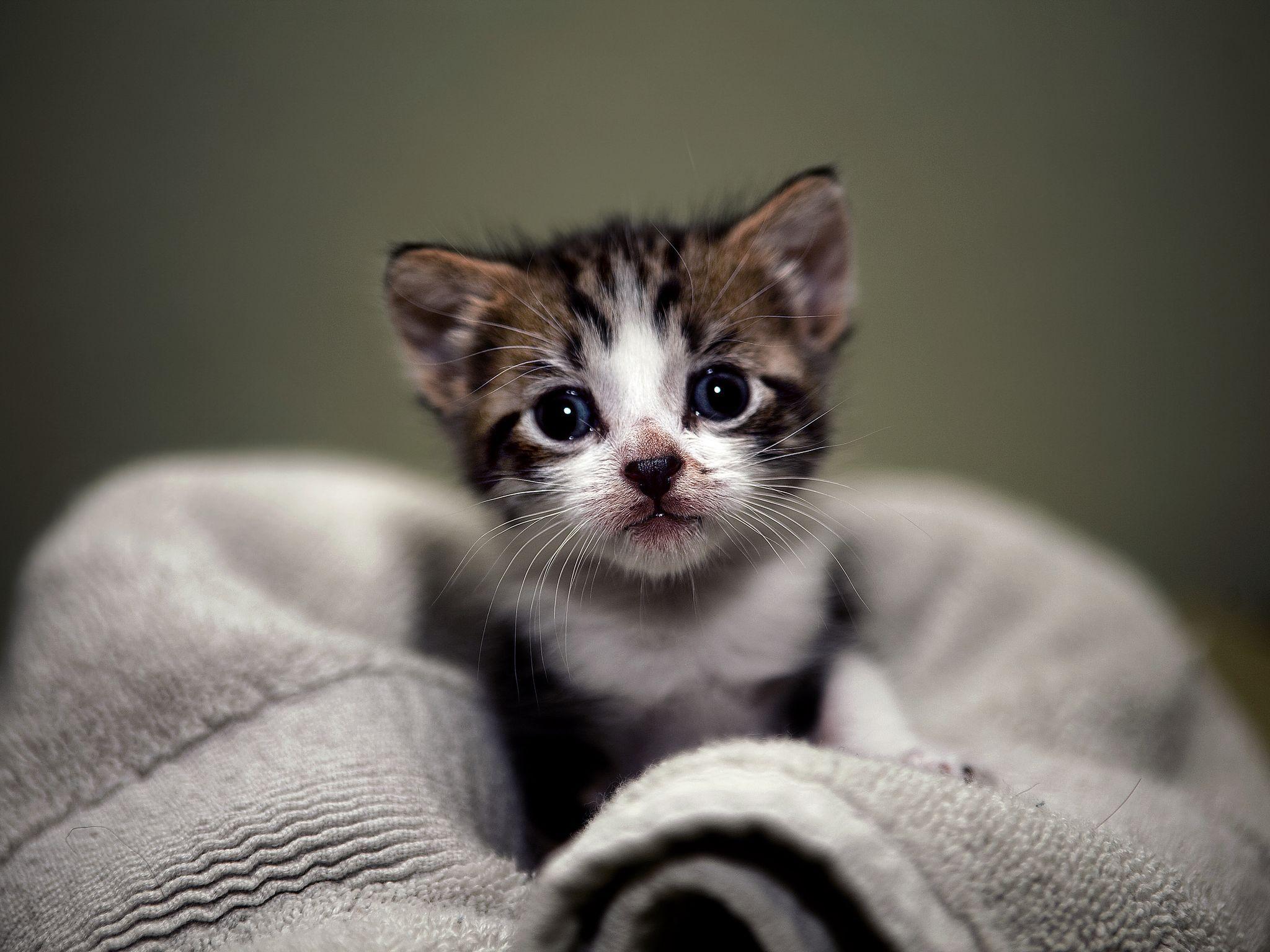 Kitty Cat Wallpapers - Top Free Kitty Cat Backgrounds - WallpaperAccess