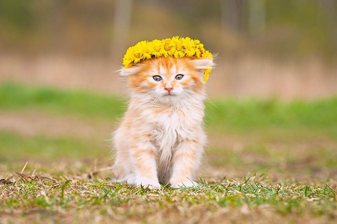 Kitty Cat Wallpapers - Top Free Kitty Cat Backgrounds - WallpaperAccess