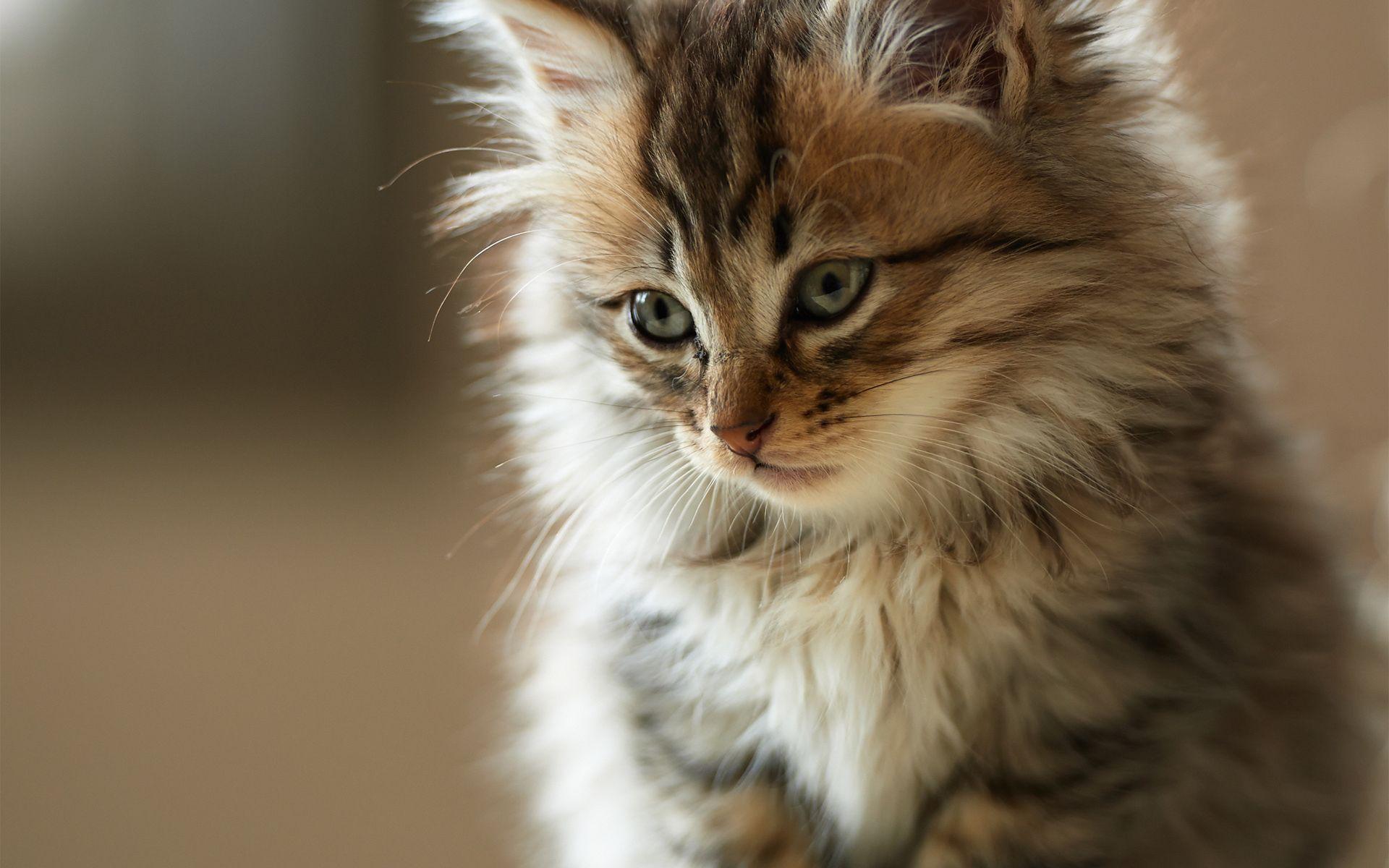 Kitty Cat Wallpapers - Top Free Kitty Cat Backgrounds - WallpaperAccess