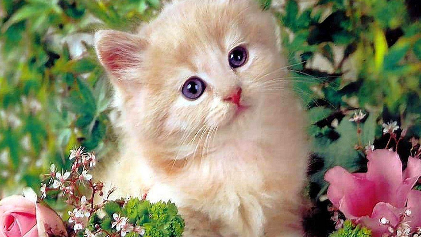 Kitty Cat Wallpapers - Top Free Kitty Cat Backgrounds - WallpaperAccess