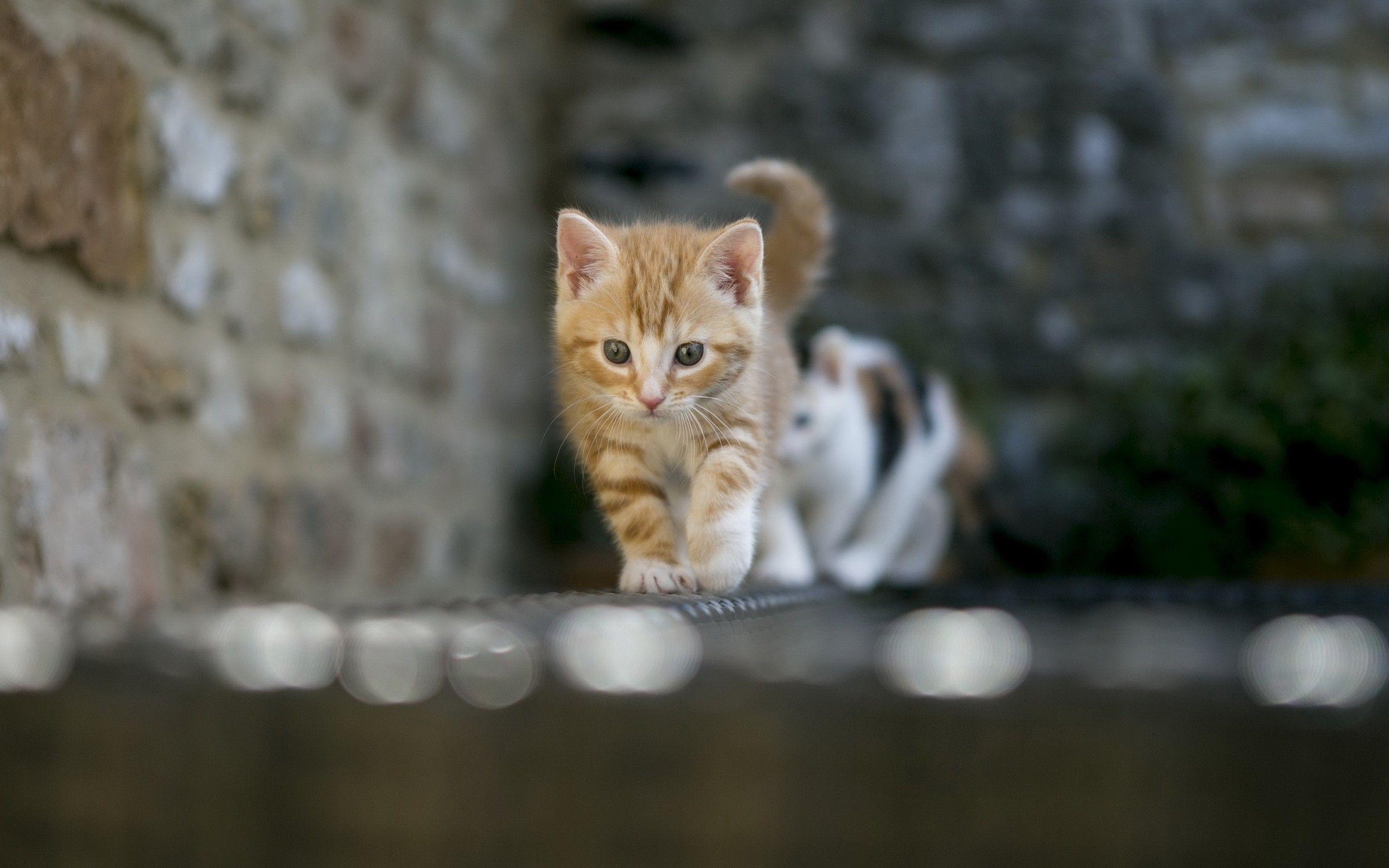 Kitty Cat Wallpapers - Top Free Kitty Cat Backgrounds - WallpaperAccess