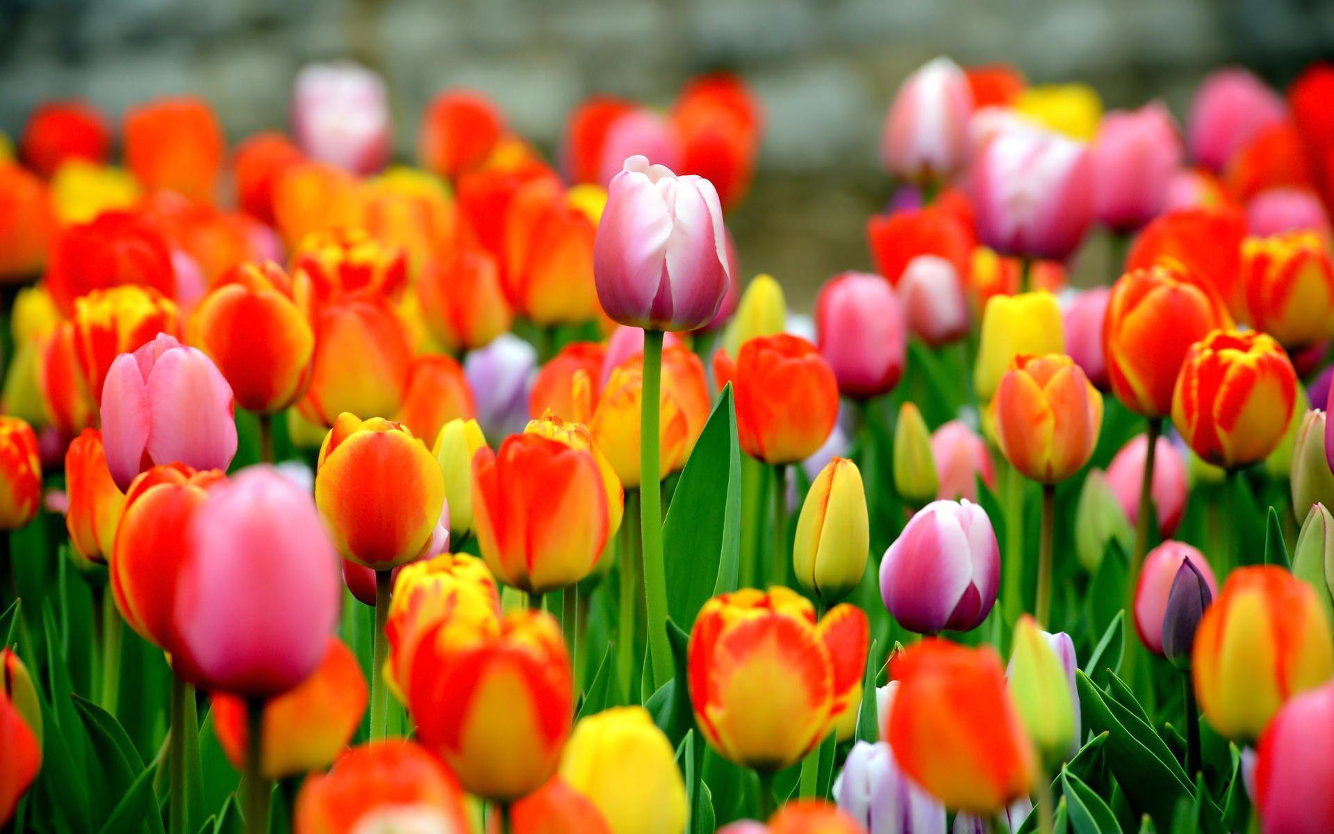 Tulips PC Wallpapers - Top Free Tulips PC Backgrounds - WallpaperAccess