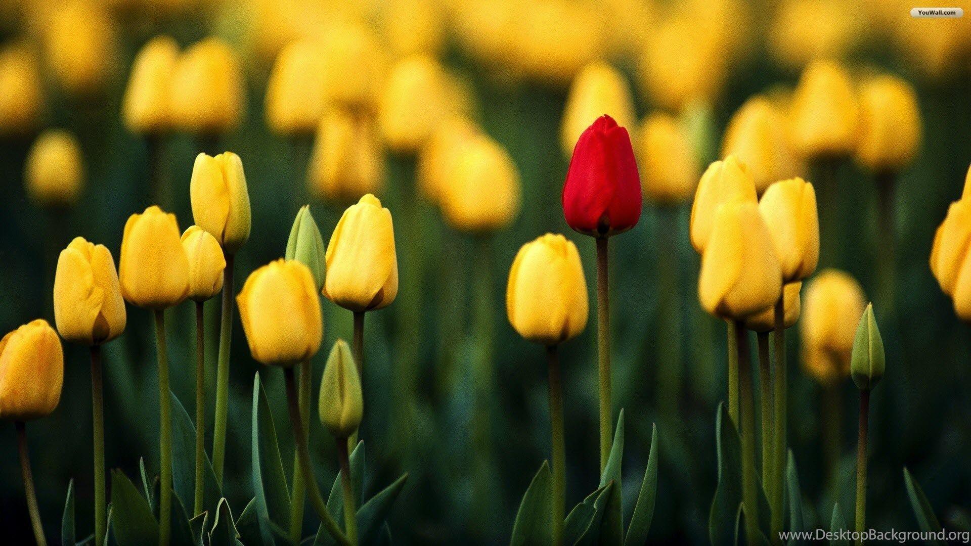 Tulips PC Wallpapers - Top Free Tulips PC Backgrounds - WallpaperAccess
