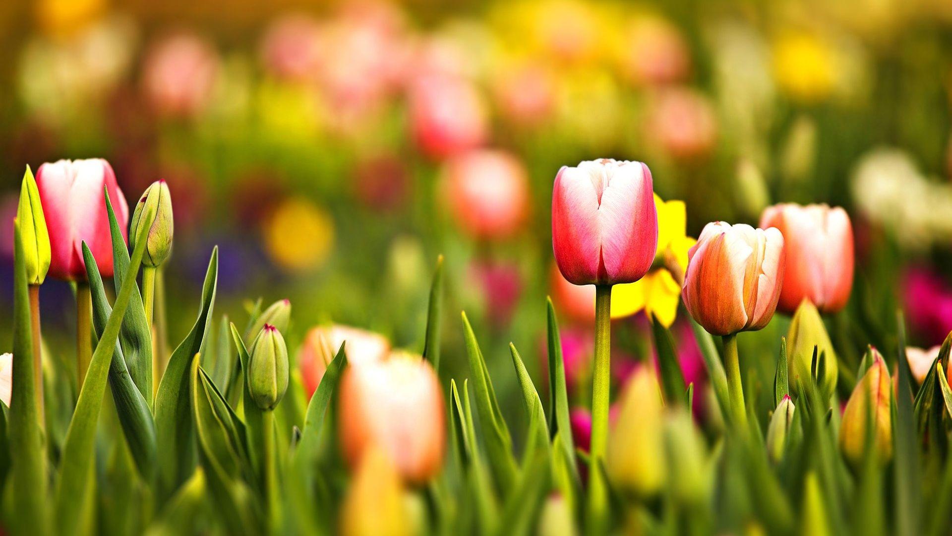 Tulips PC Wallpapers - Top Free Tulips PC Backgrounds - WallpaperAccess