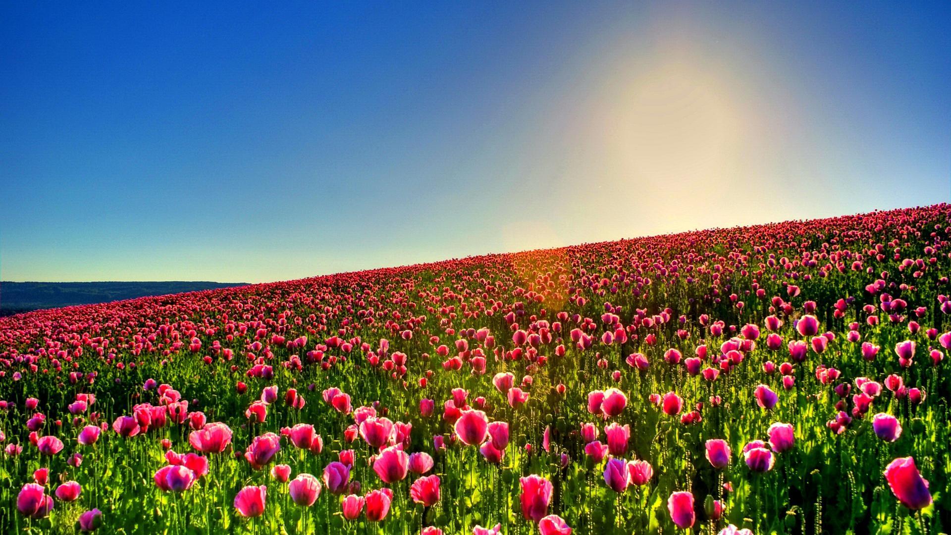 Tulips PC Wallpapers - Top Free Tulips PC Backgrounds - WallpaperAccess
