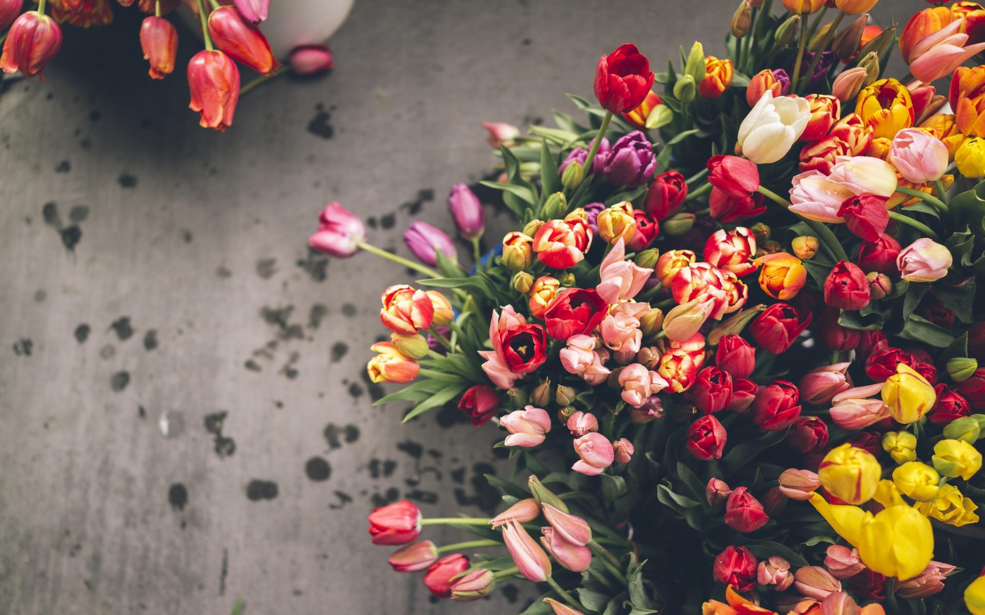 Tulips PC Wallpapers - Top Free Tulips PC Backgrounds - WallpaperAccess