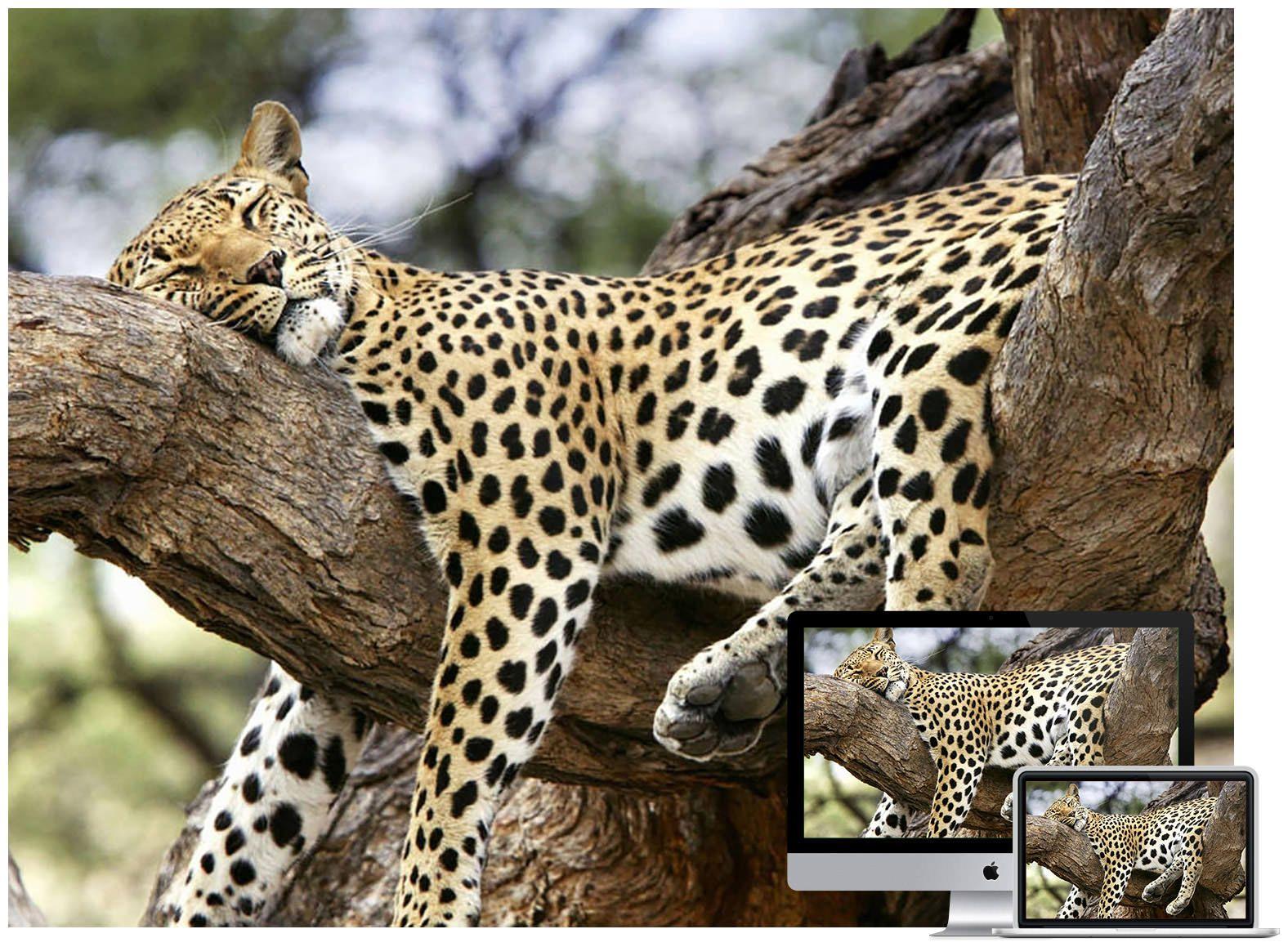 Nature Animal Wallpapers - Top Free Nature Animal Backgrounds ...