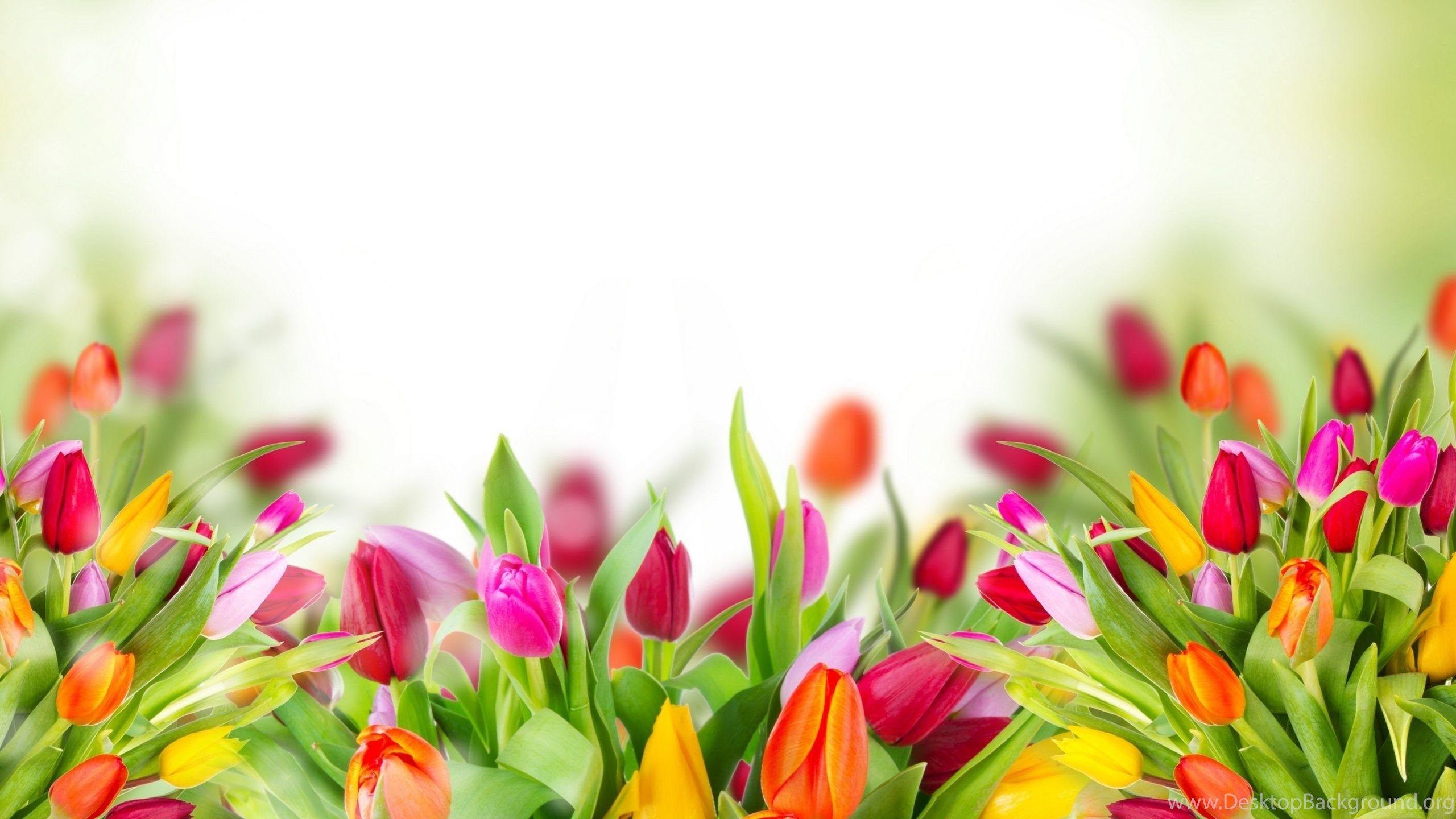 Tulips PC Wallpapers - Top Free Tulips PC Backgrounds - WallpaperAccess