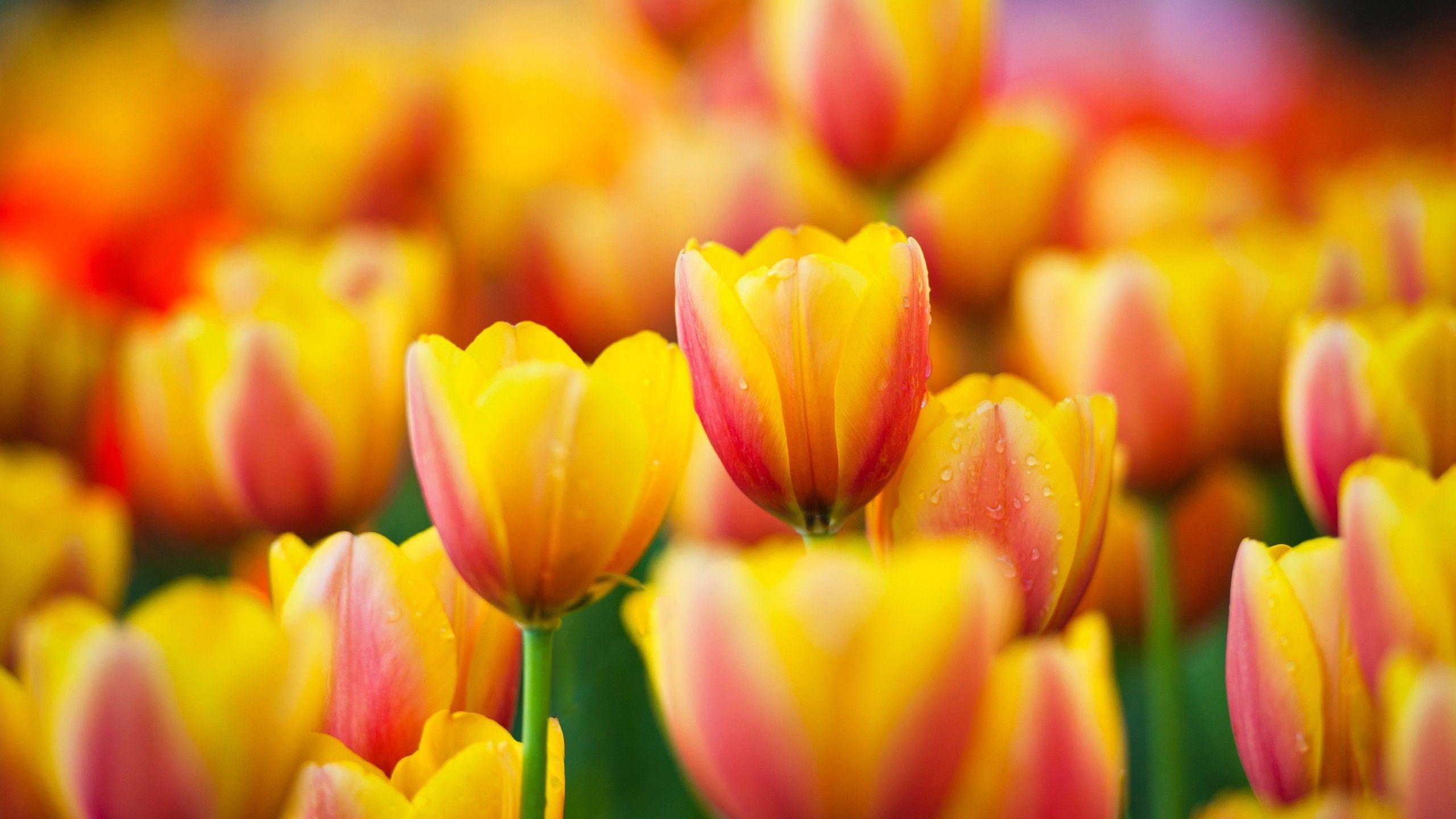 Tulips PC Wallpapers - Top Free Tulips PC Backgrounds - WallpaperAccess