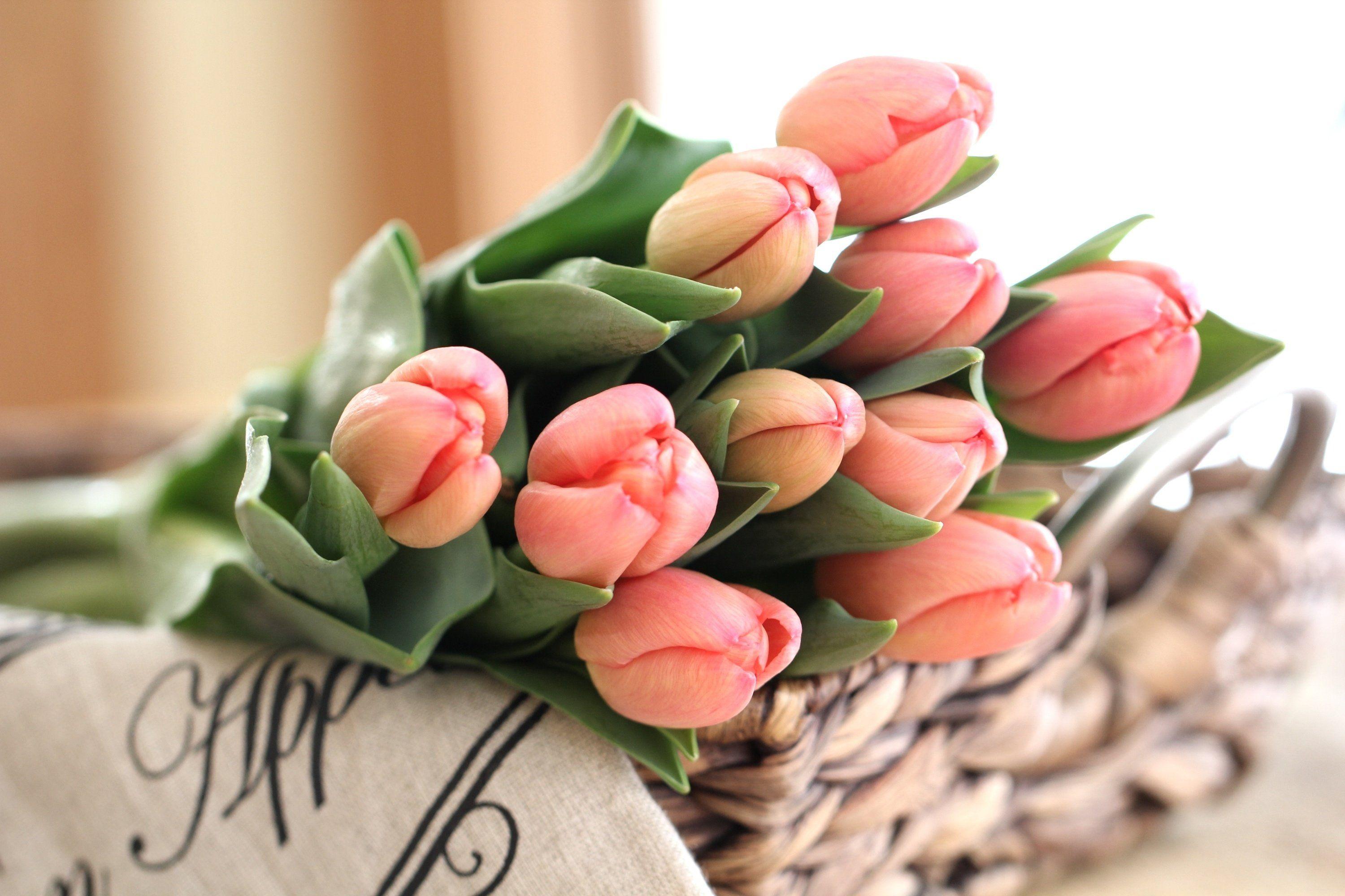 Tulips PC Wallpapers - Top Free Tulips PC Backgrounds - WallpaperAccess