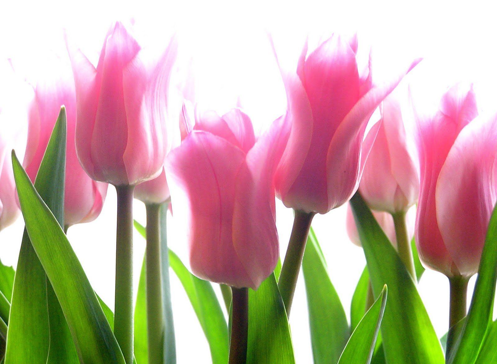 Tulips PC Wallpapers - Top Free Tulips PC Backgrounds - WallpaperAccess