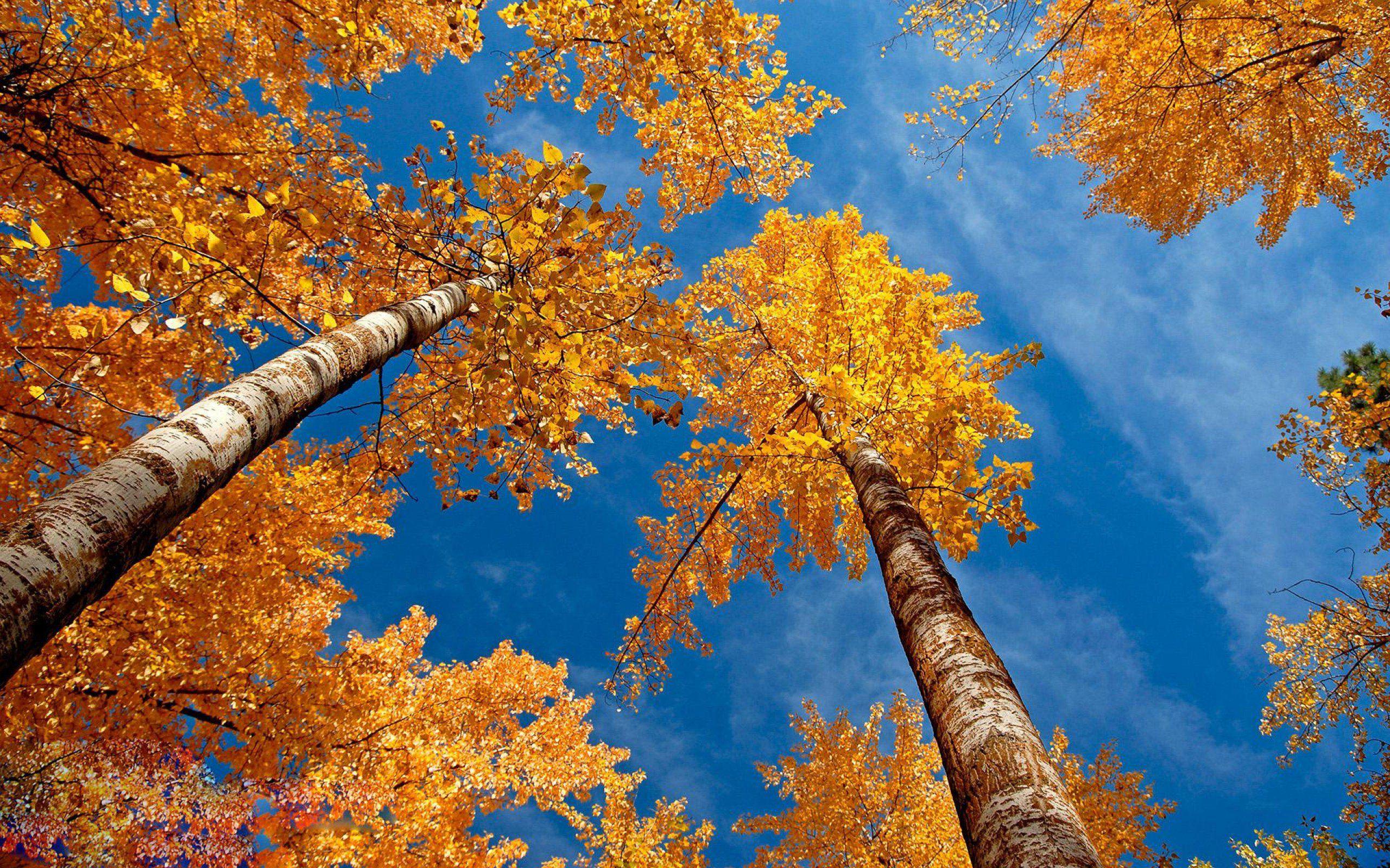 Autumn Sky Wallpapers - Top Free Autumn Sky Backgrounds - WallpaperAccess