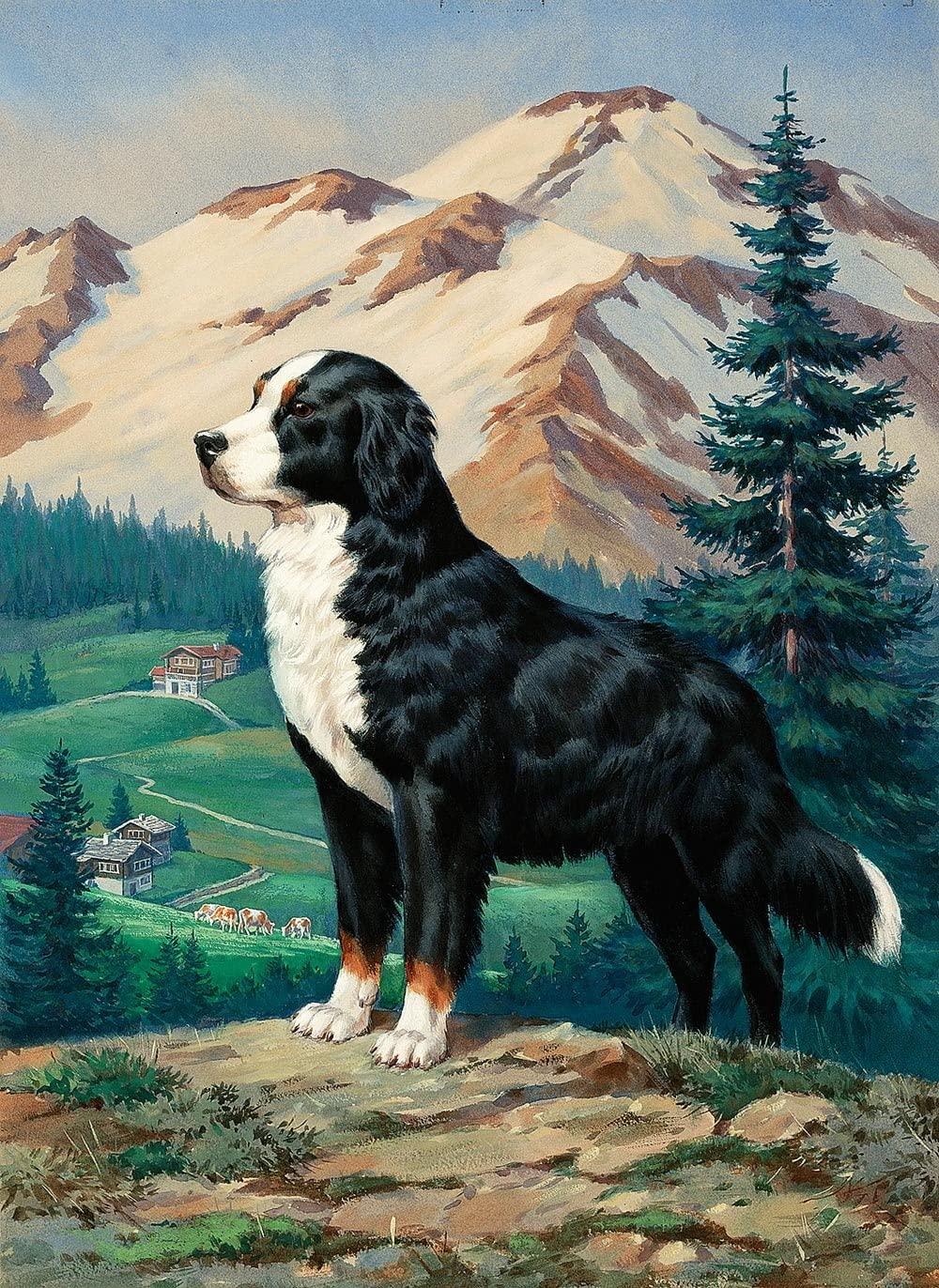 Bernese Mountain Dog Wallpapers - Top Free Bernese Mountain Dog ...