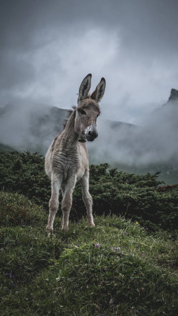 Donkey iPhone Wallpapers - Top Free Donkey iPhone Backgrounds ...