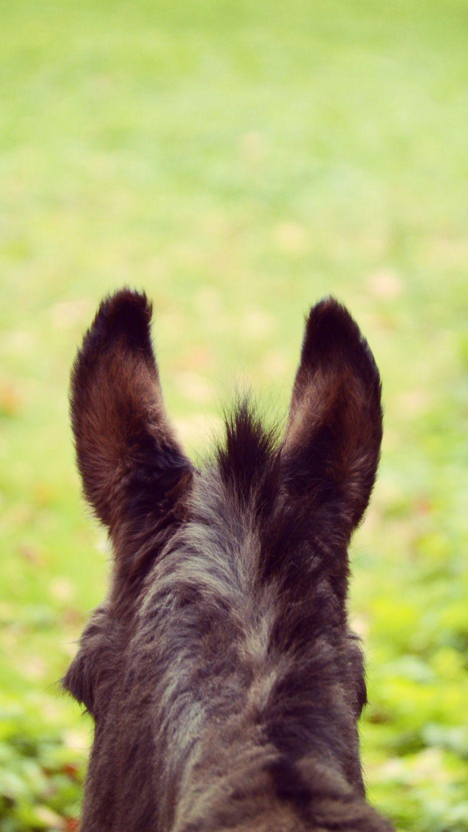 Donkey iPhone Wallpapers - Top Free Donkey iPhone Backgrounds ...