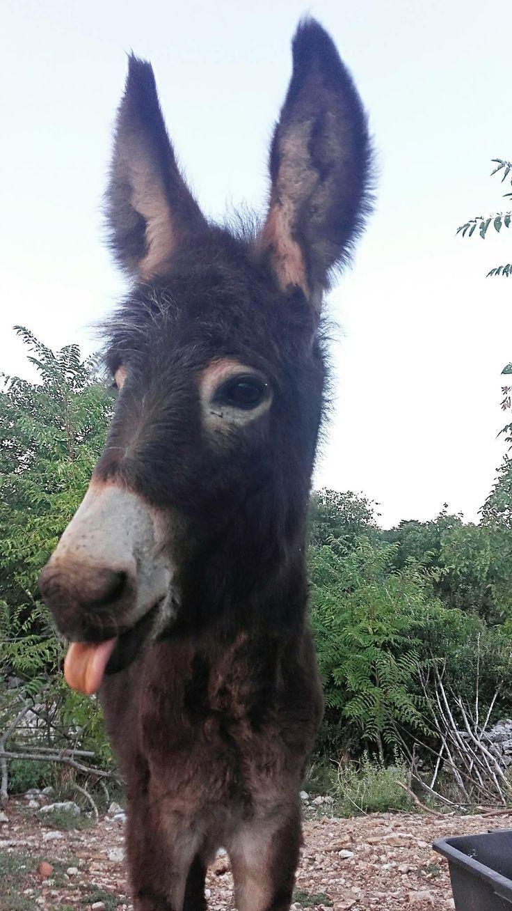 Funny Donkey Wallpapers - Top Free Funny Donkey Backgrounds - WallpaperAccess