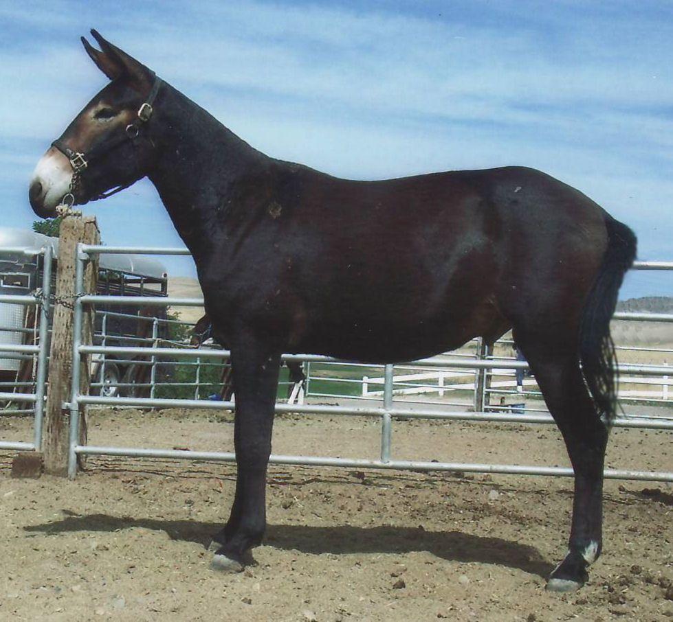 Mule Wallpapers - Top Free Mule Backgrounds - WallpaperAccess