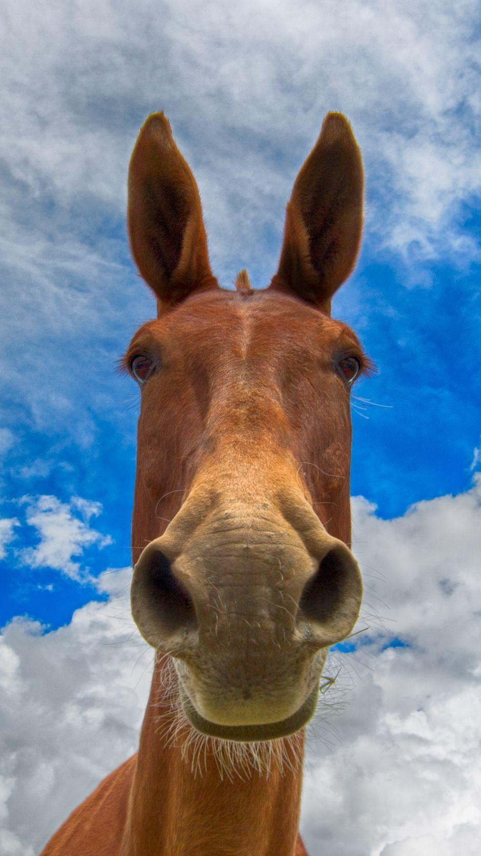 Donkey iPhone Wallpapers - Top Free Donkey iPhone Backgrounds ...