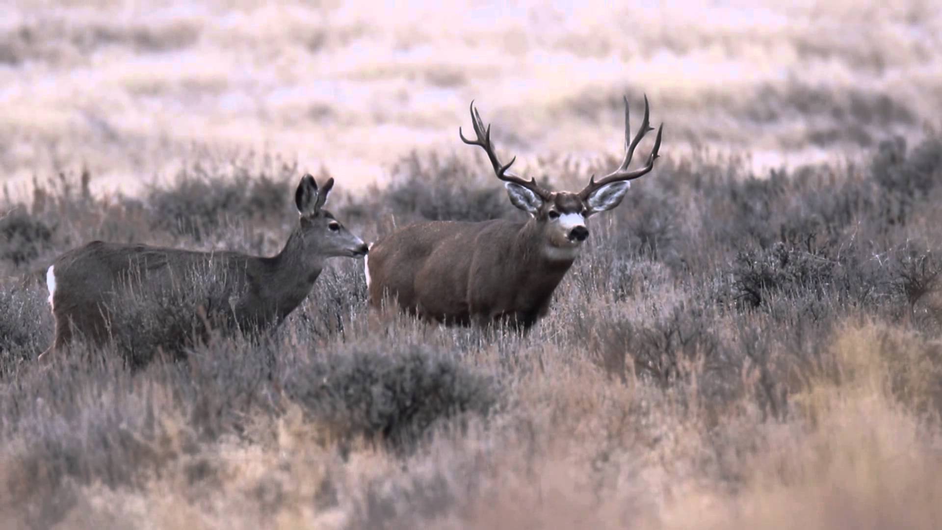 Mule Wallpapers - Top Free Mule Backgrounds - WallpaperAccess