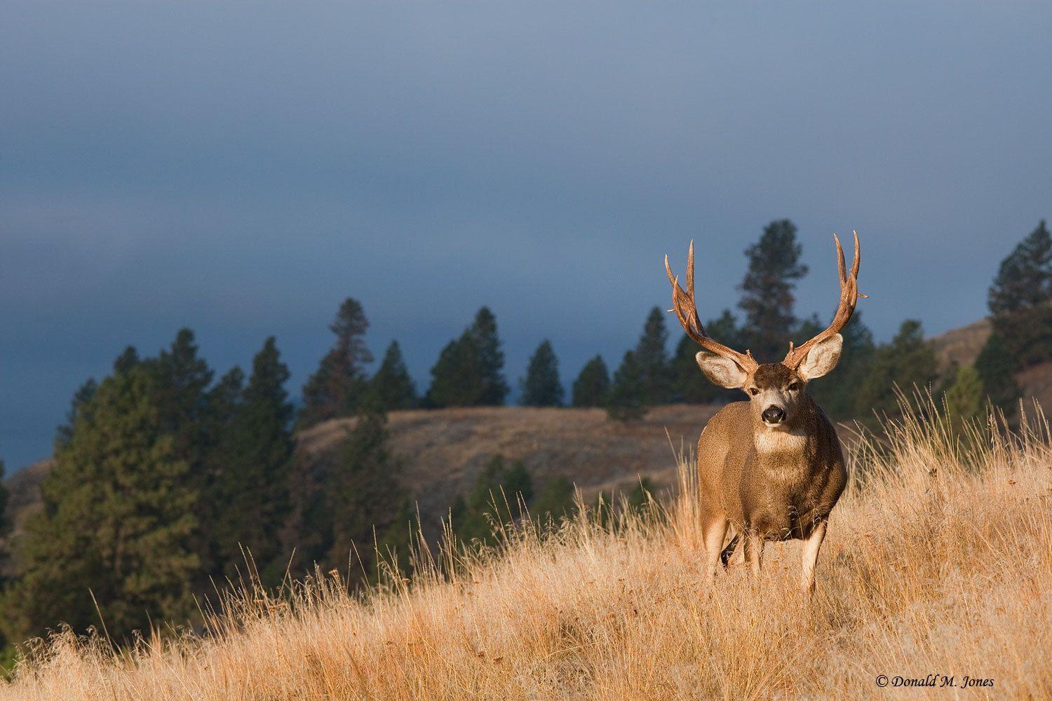 Mule Wallpapers - Top Free Mule Backgrounds - WallpaperAccess