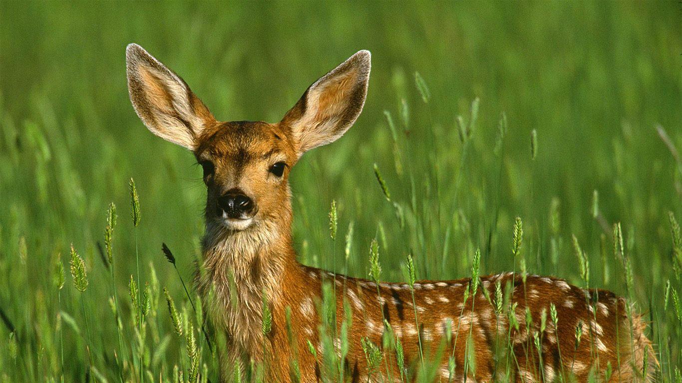 Mule Wallpapers - Top Free Mule Backgrounds - WallpaperAccess