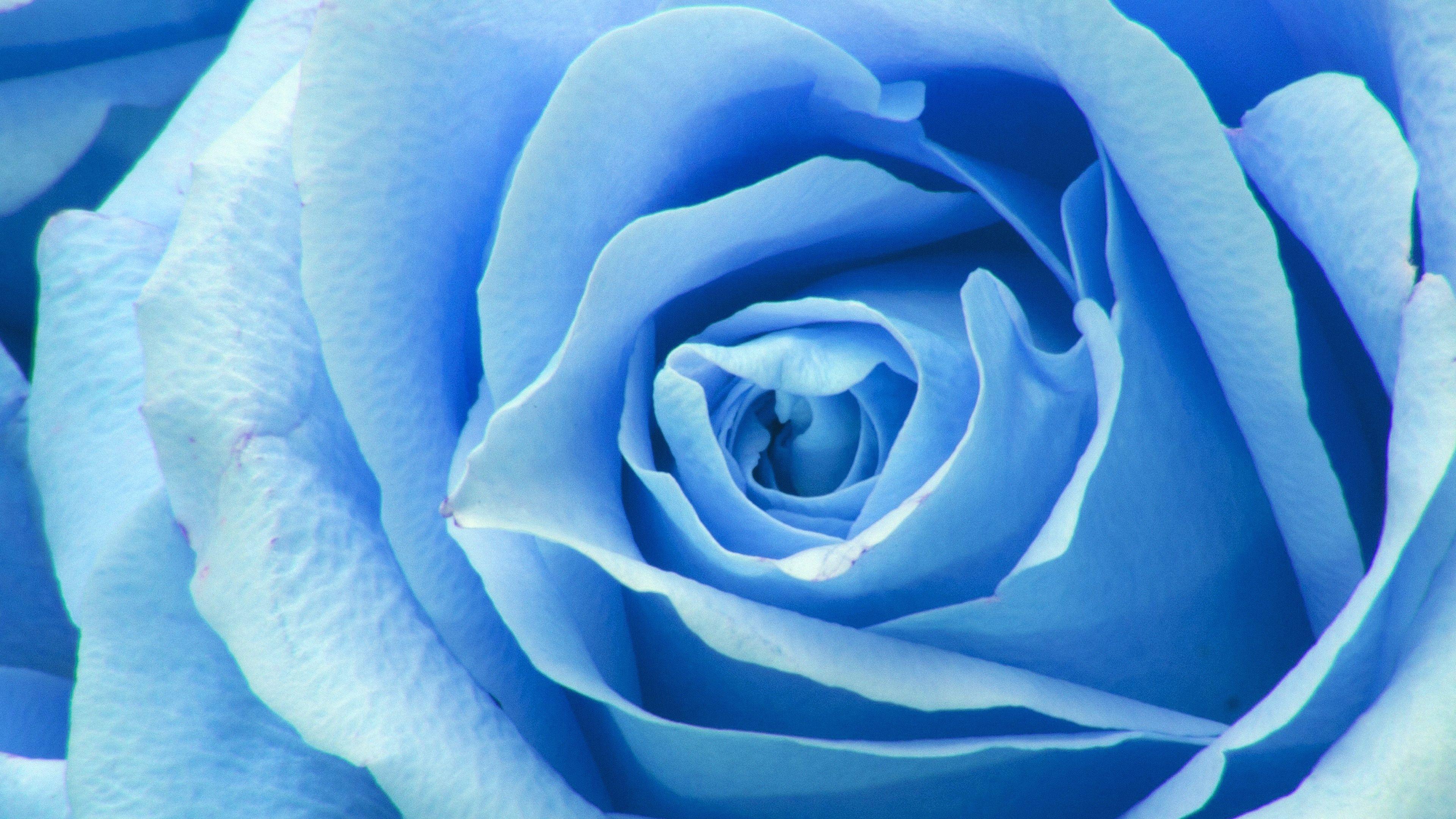 Blue Rose Desktop Wallpapers - Top Free Blue Rose Desktop Backgrounds ...