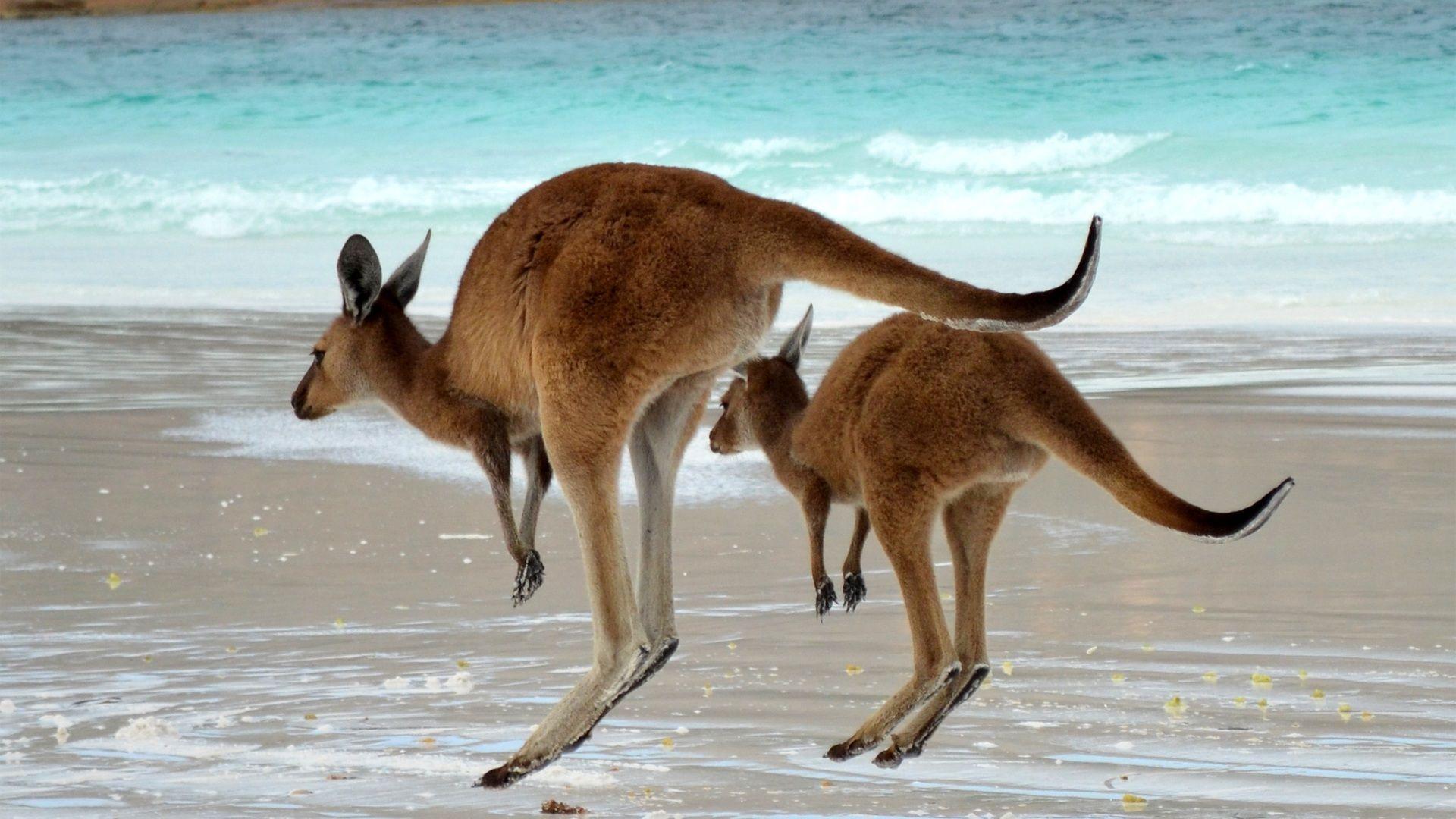 Australian Animal Wallpapers - Top Free Australian Animal Backgrounds ...