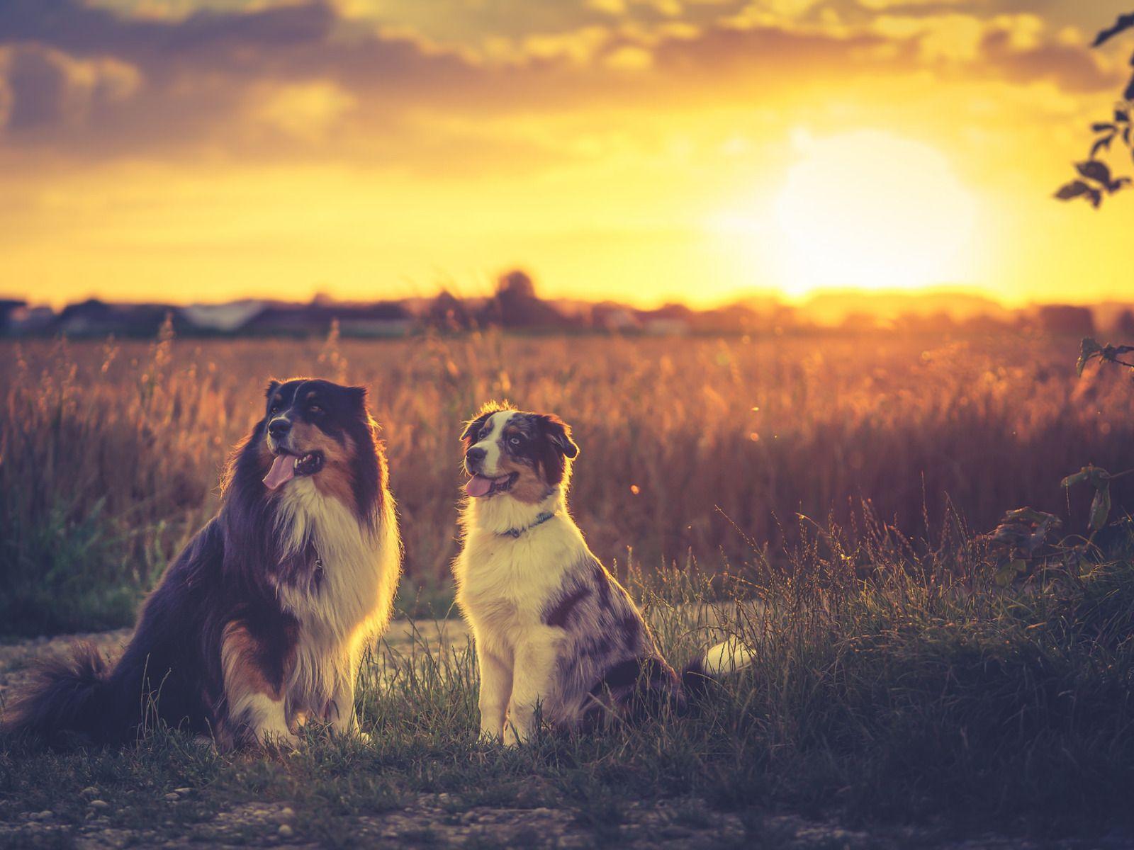 Australian Animal Wallpapers - Top Free Australian Animal Backgrounds ...