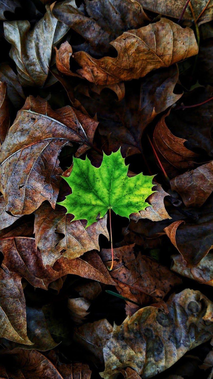 Brown Leaves Wallpapers - Top Free Brown Leaves Backgrounds ...