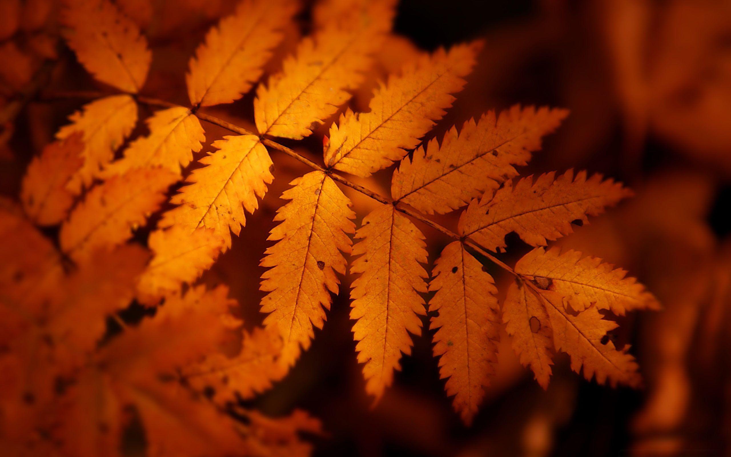 Brown Leaves Wallpapers - Top Free Brown Leaves Backgrounds ...