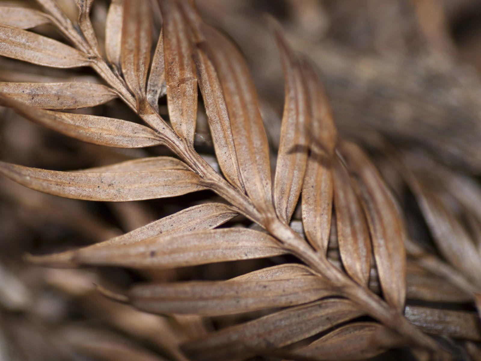 Brown Leaves Wallpapers - Top Free Brown Leaves Backgrounds ...