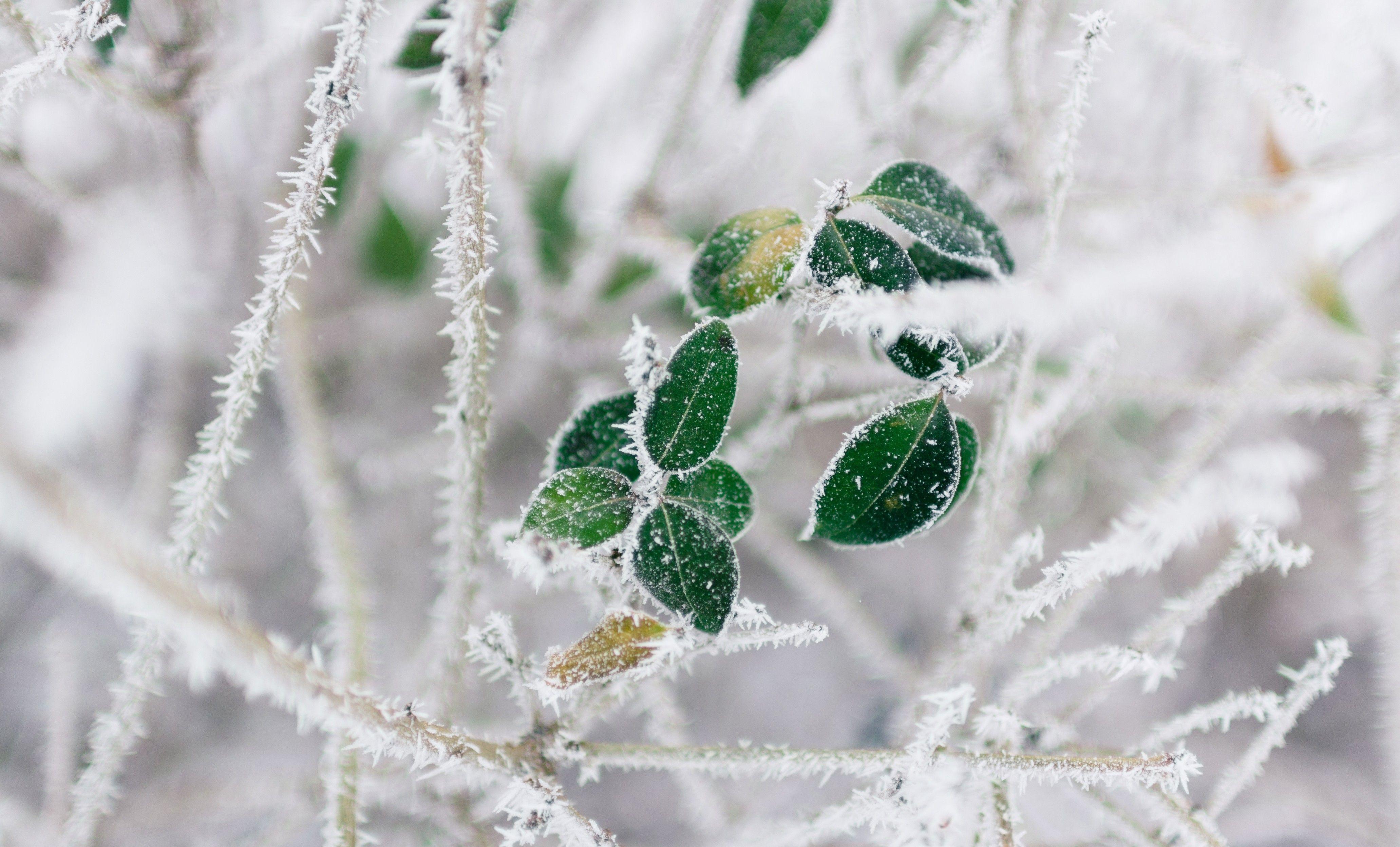 Frozen Leaves Wallpapers - Top Free Frozen Leaves Backgrounds ...