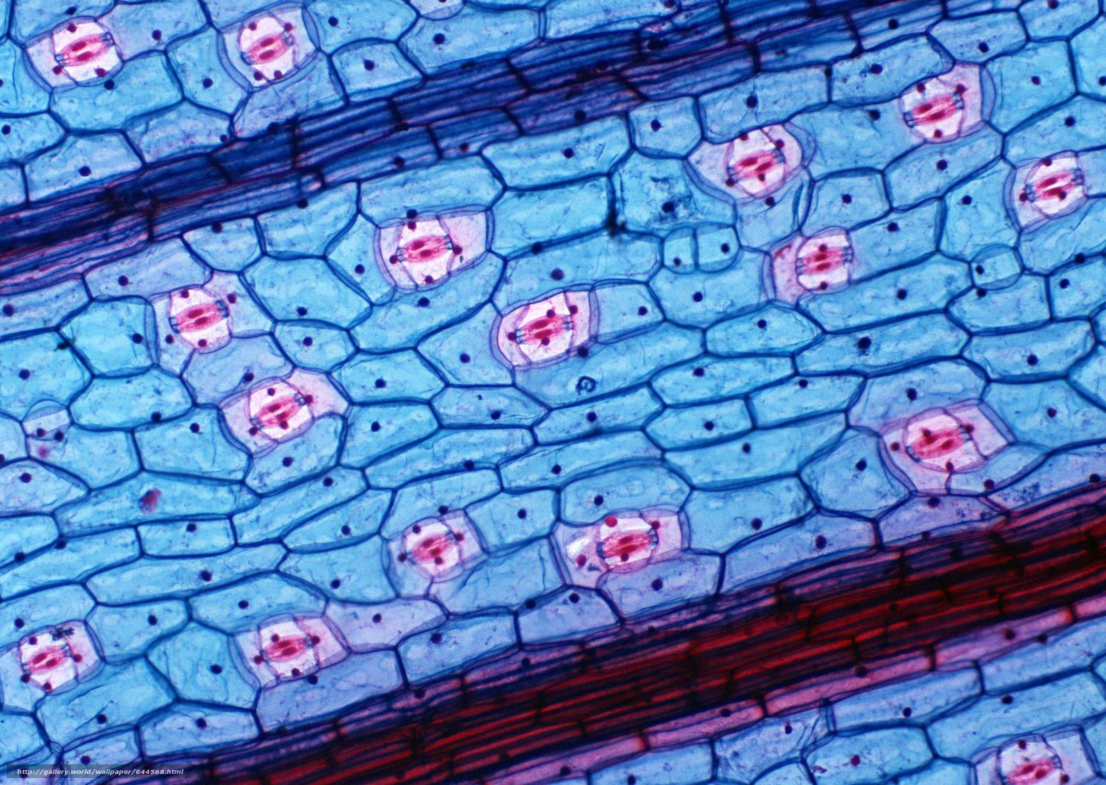 Microscope Computer Wallpapers - Top Free Microscope Computer ...