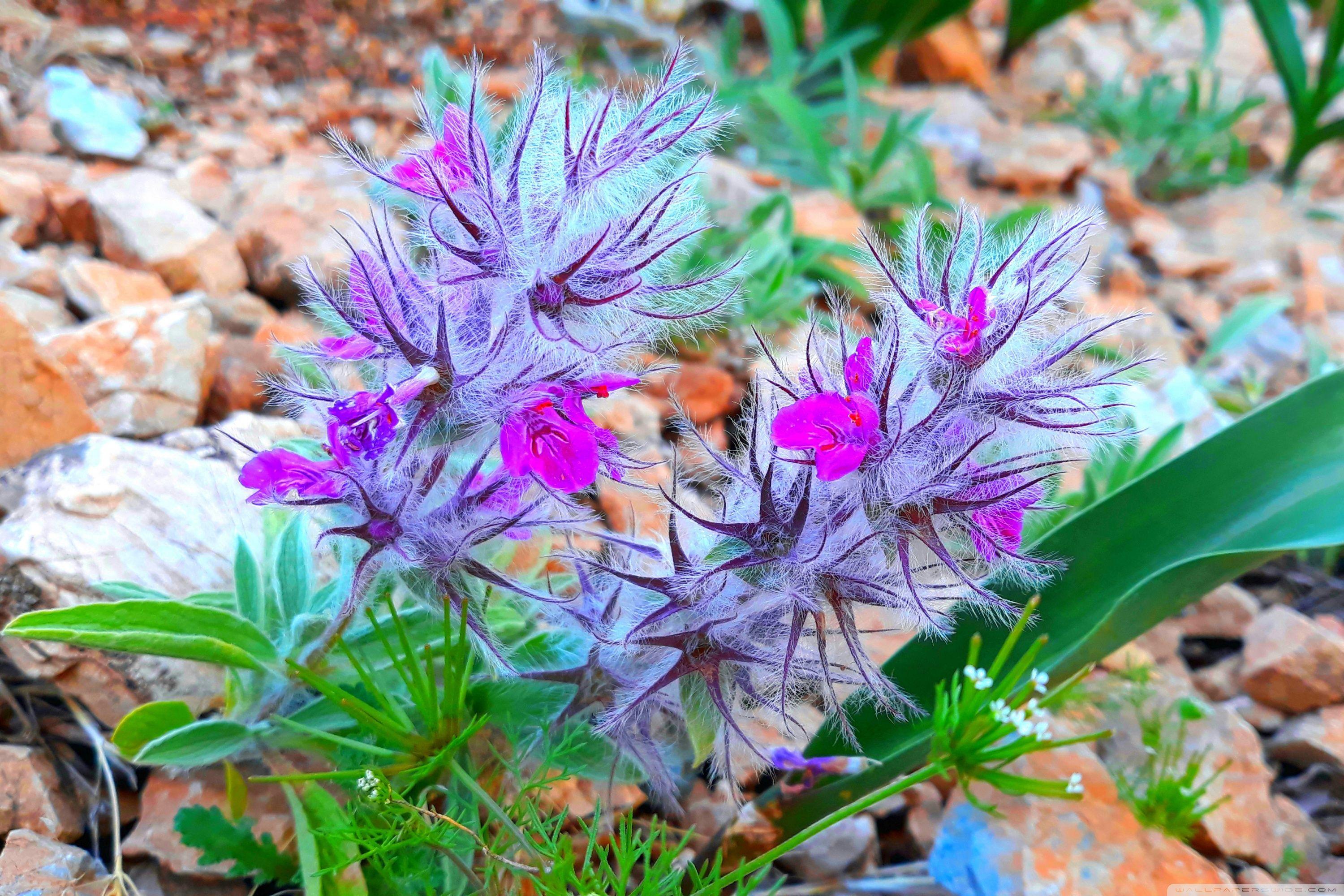 Velvet Flower Wallpapers - Top Free Velvet Flower Backgrounds ...